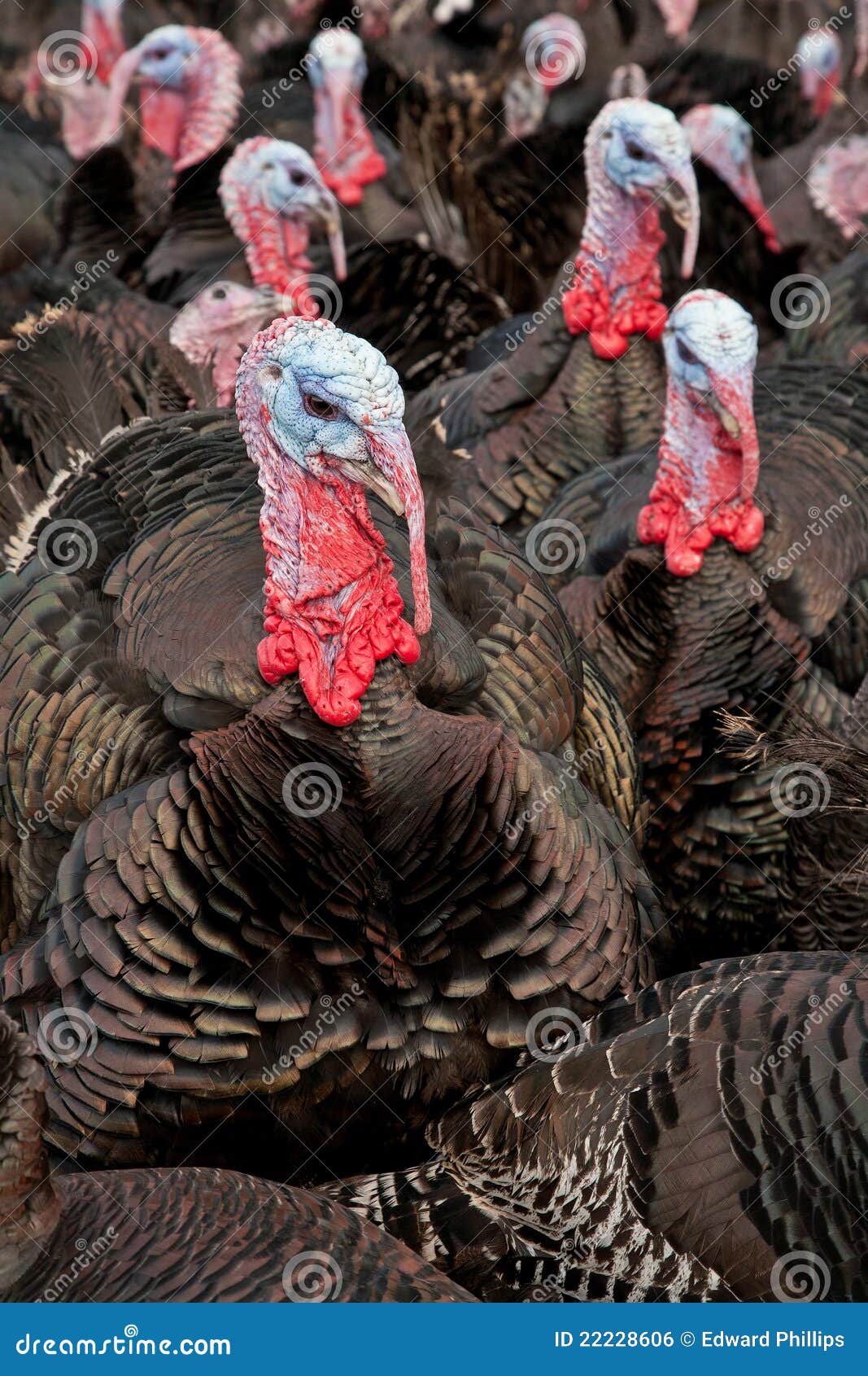 De Kalkoenen Van De Vrij-waaier Stock Foto - Image of niemand ...