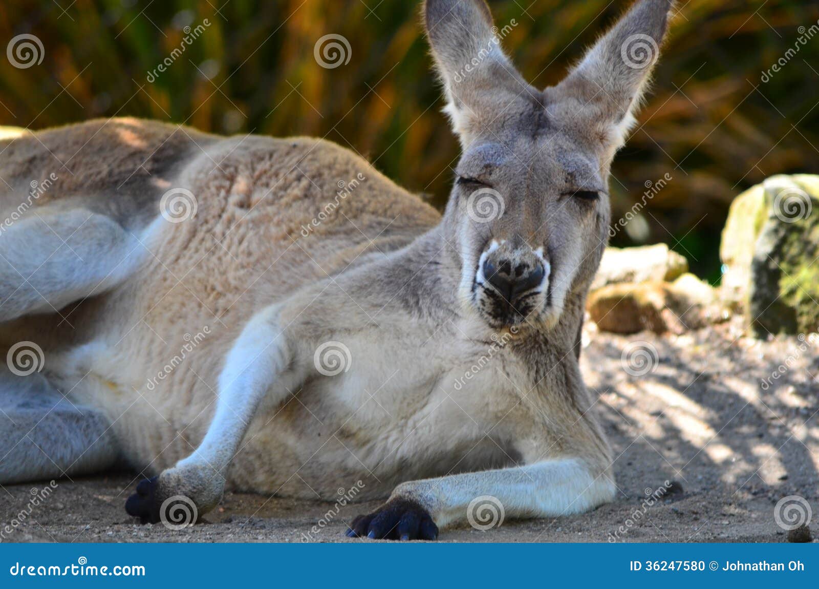 De Kangoeroe Van De Tarongadierentuin Stock Foto - Image of wild, dier ...