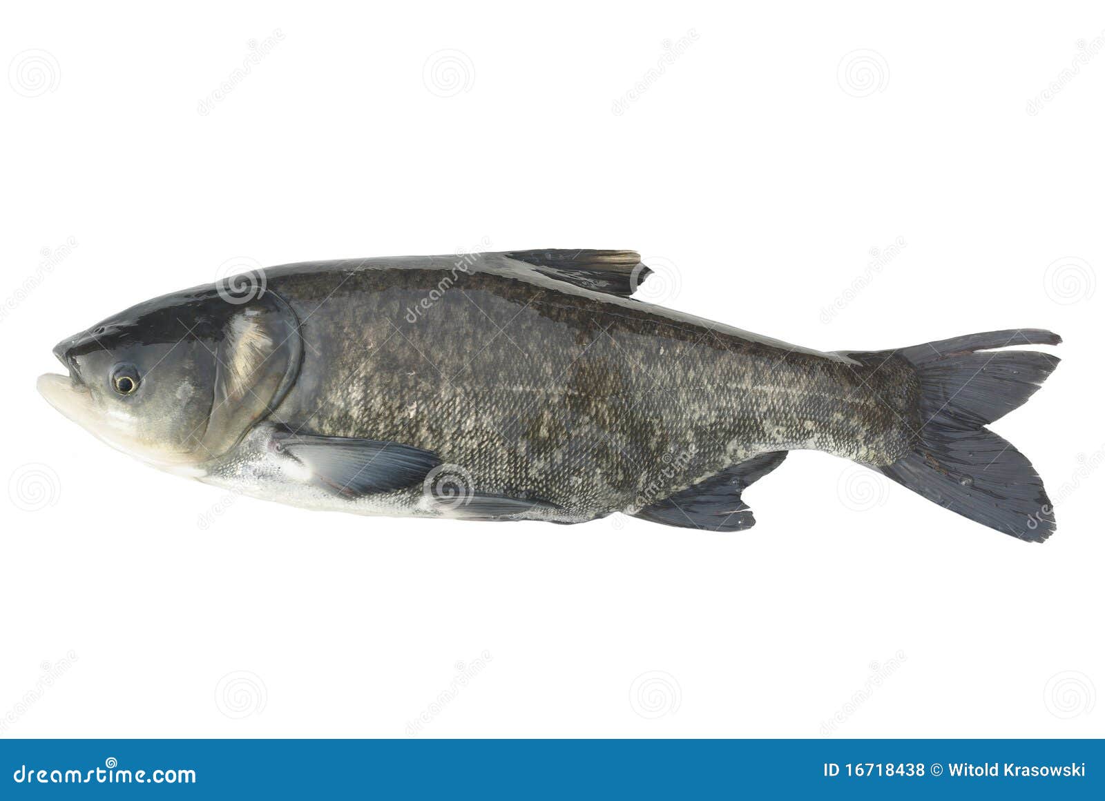 De karper van de blaaskaak stock foto. Image of voorbereiding - 16718438