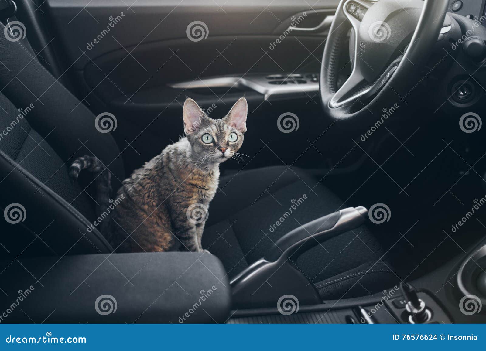 De Kat is Binnen Een Auto De Kat Reist in Een Auto Mooi Devon Stock ...