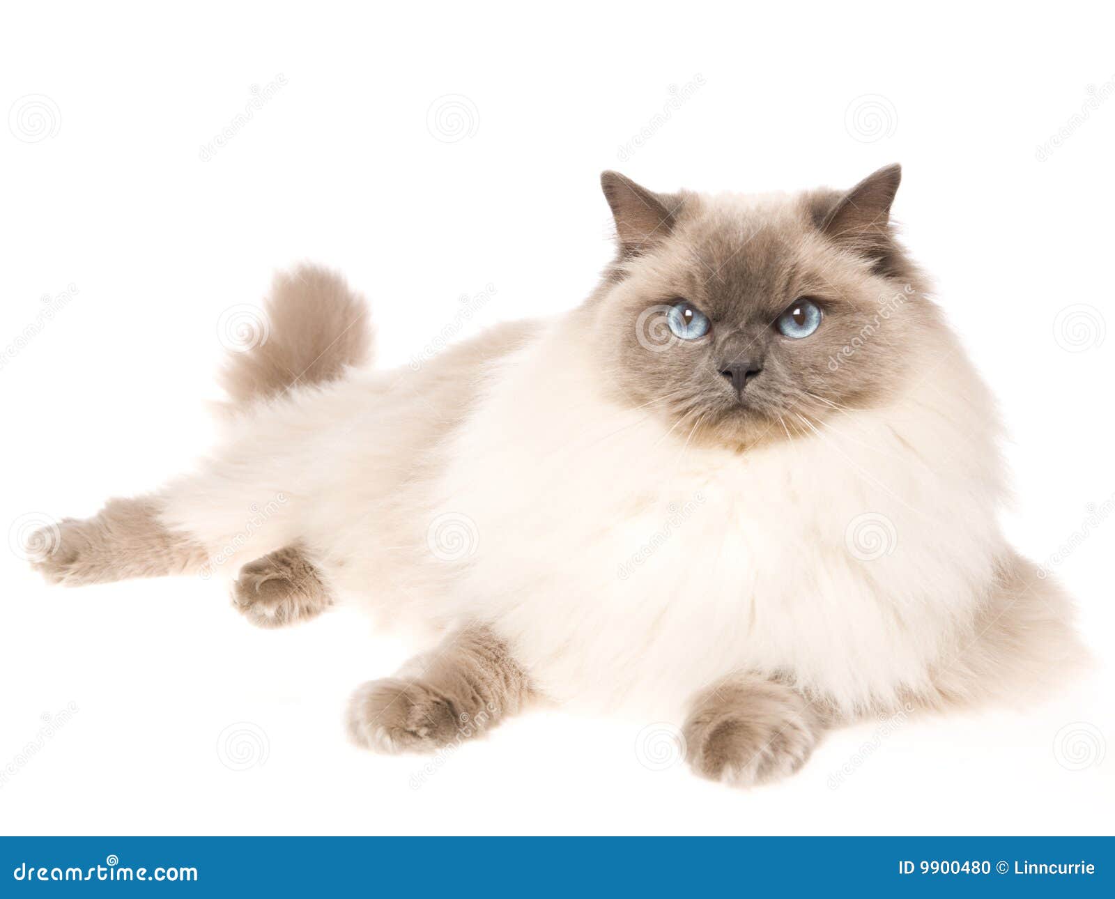 De Kat Die Van Ragdoll Op Witte Achtergrond Ligt Stock Foto - Image of ...