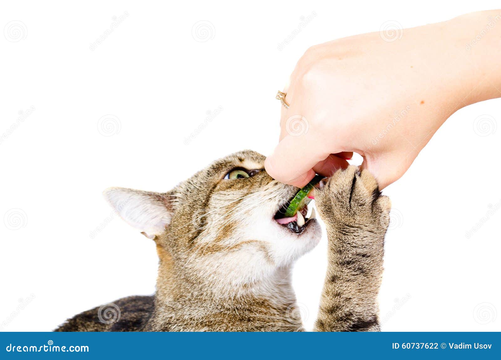 De kat eet een komkommer stock foto. Image of groen, goed - 60737622