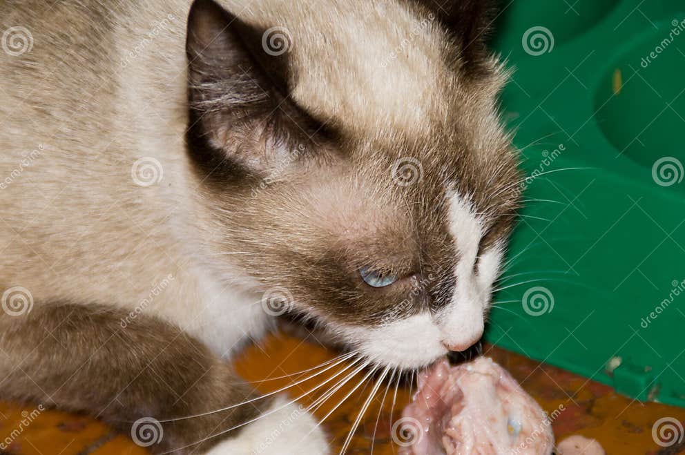 De Kat Eet Greedily Kippenstukken Stock Foto - Image of blauw, stukken ...