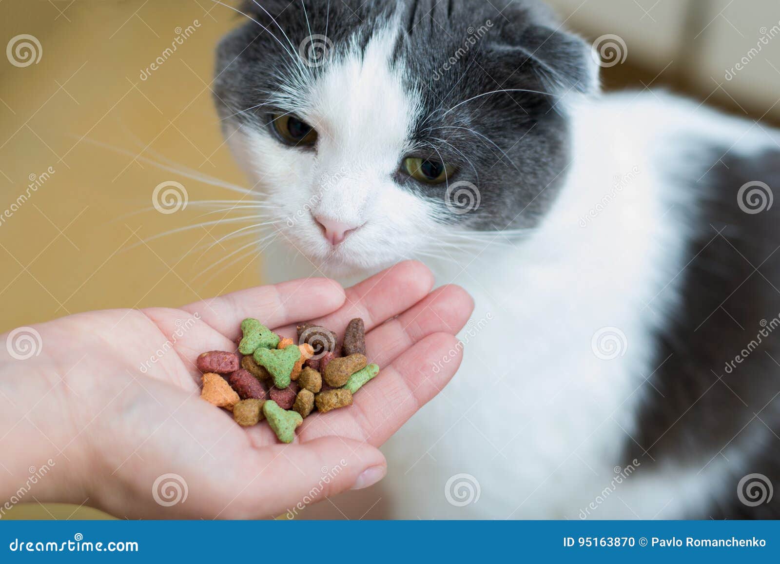 De Kat Eet Het Voedsel Van De Eigenaar` S Hand Stock Foto - Image of ...