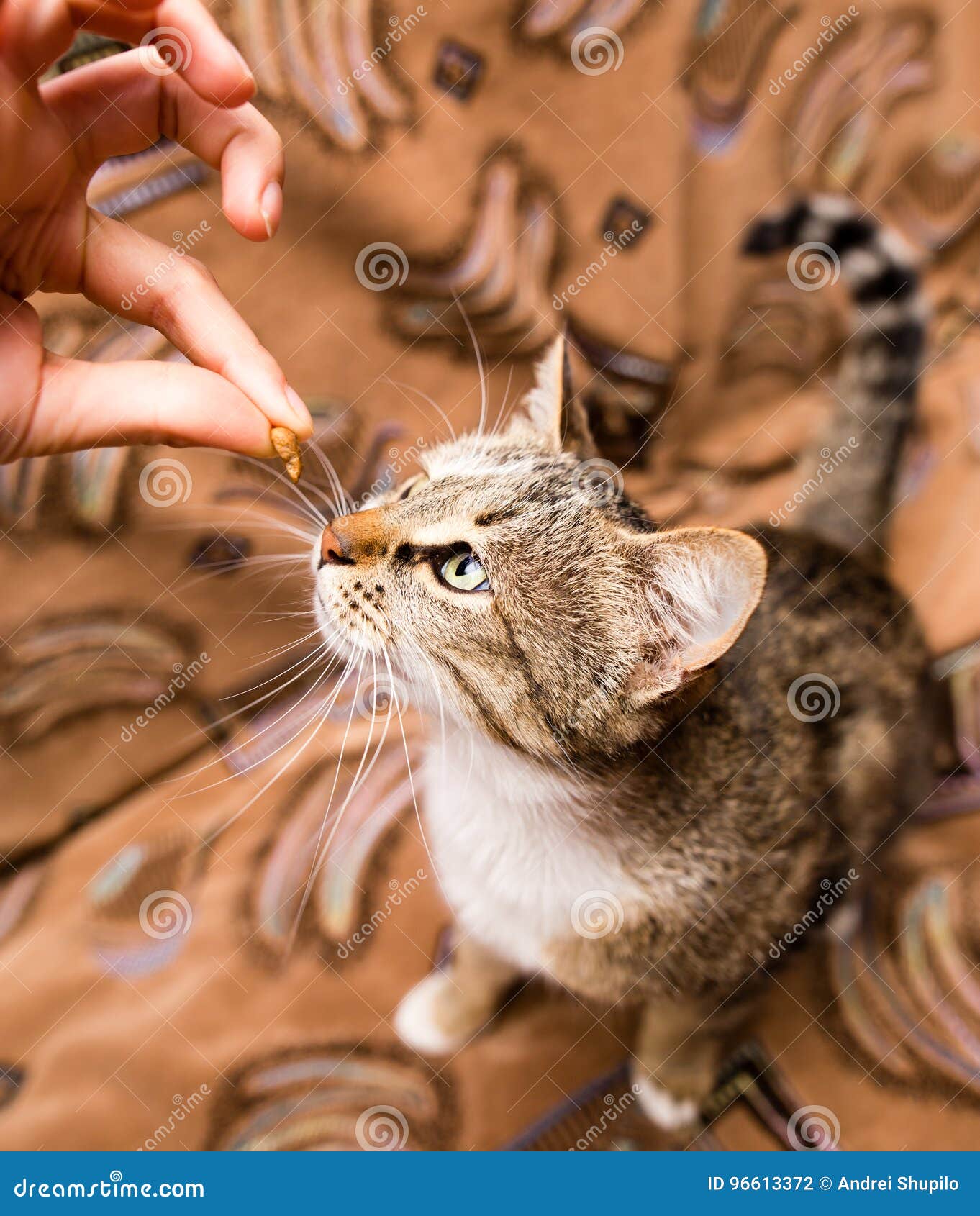 De Kat Eet Het Voer Van Zijn Hand Stock Foto - Image of zijn, grappig ...