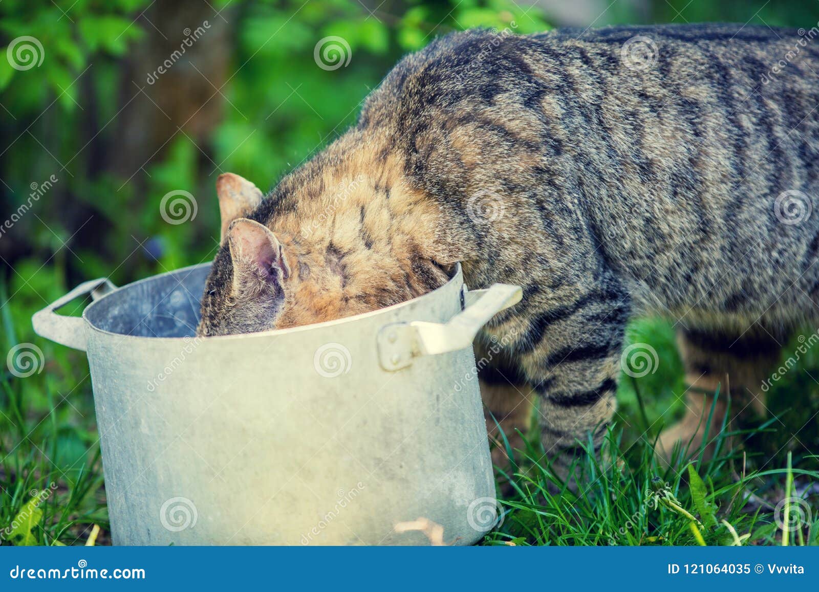 De kat eet van de pan stock afbeelding. Image of binnenlands - 121064035