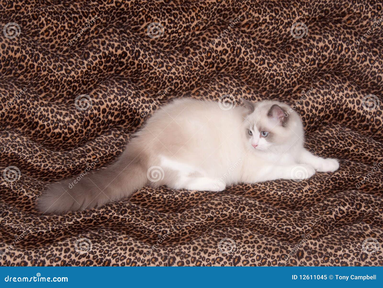 De Kat En De Luipaardhuid Van Ragdoll Stock Afbeelding - Image of ...