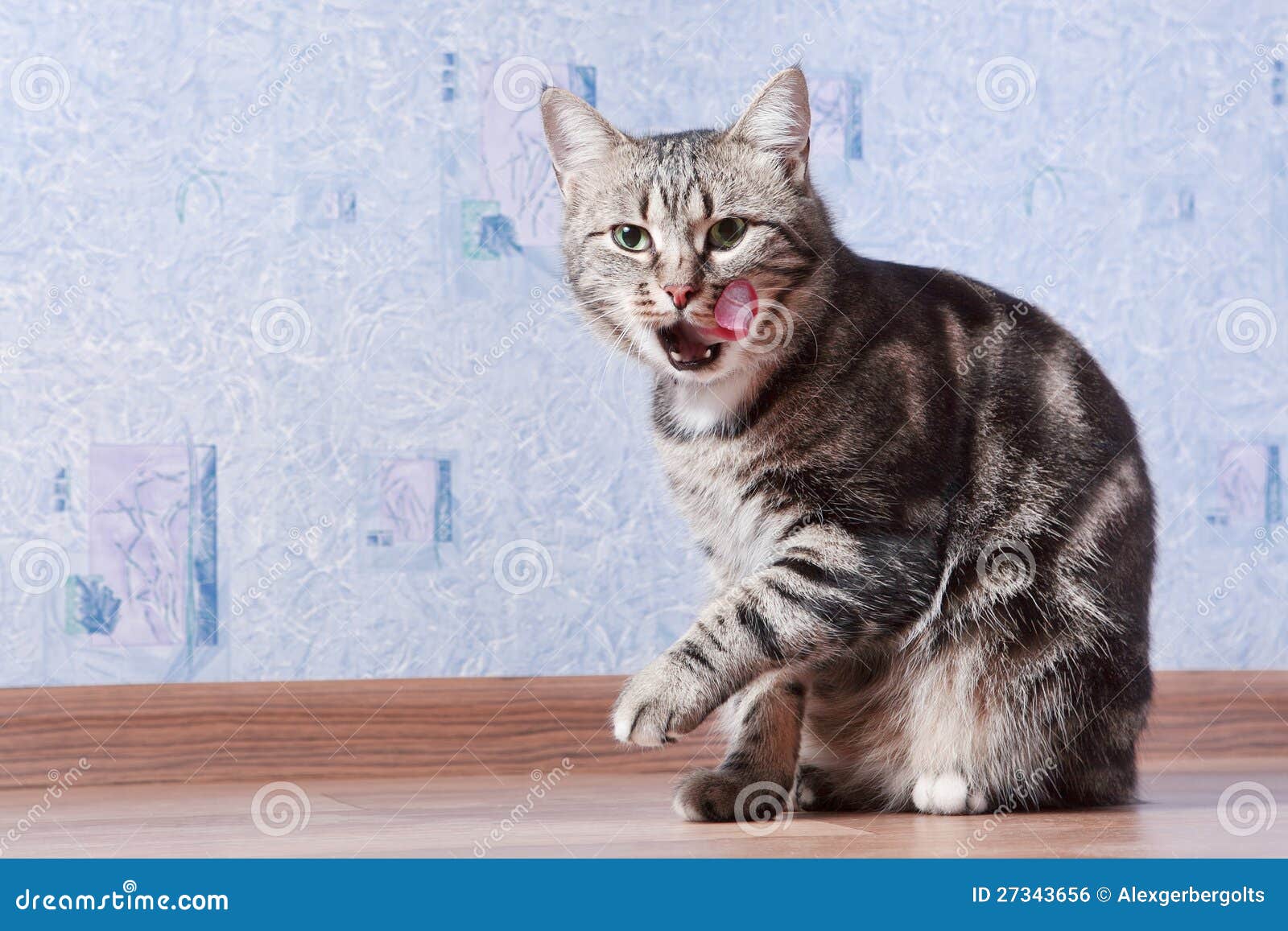 De kat likt haar lippen stock foto. Image of huisdier - 27343656