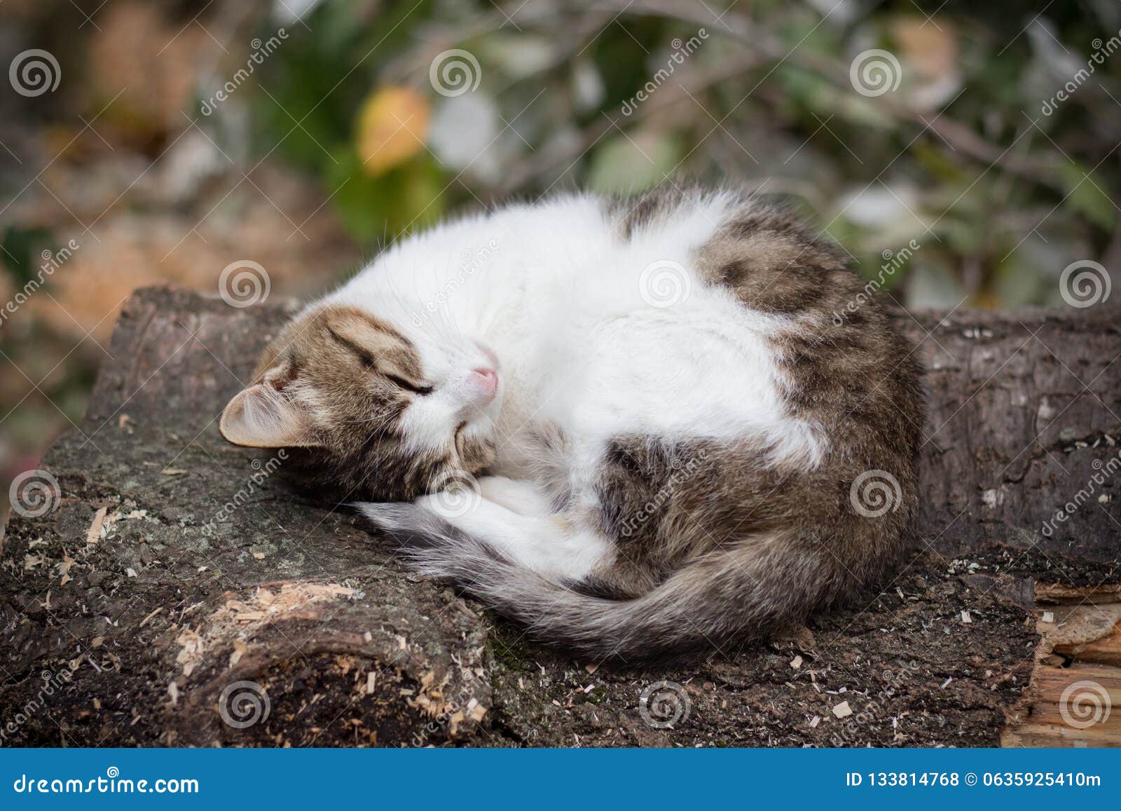 De kat slaapt op een boom stock foto. Image of zwart - 133814768