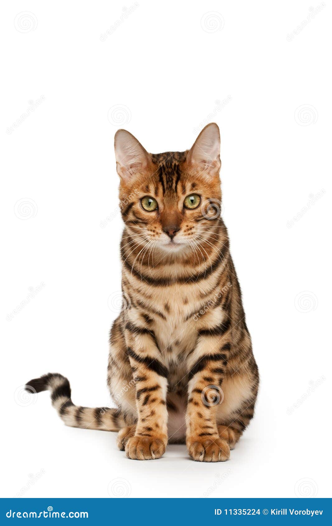 De kat van Bengalen stock foto. Image of snoezig, charmant - 11335224