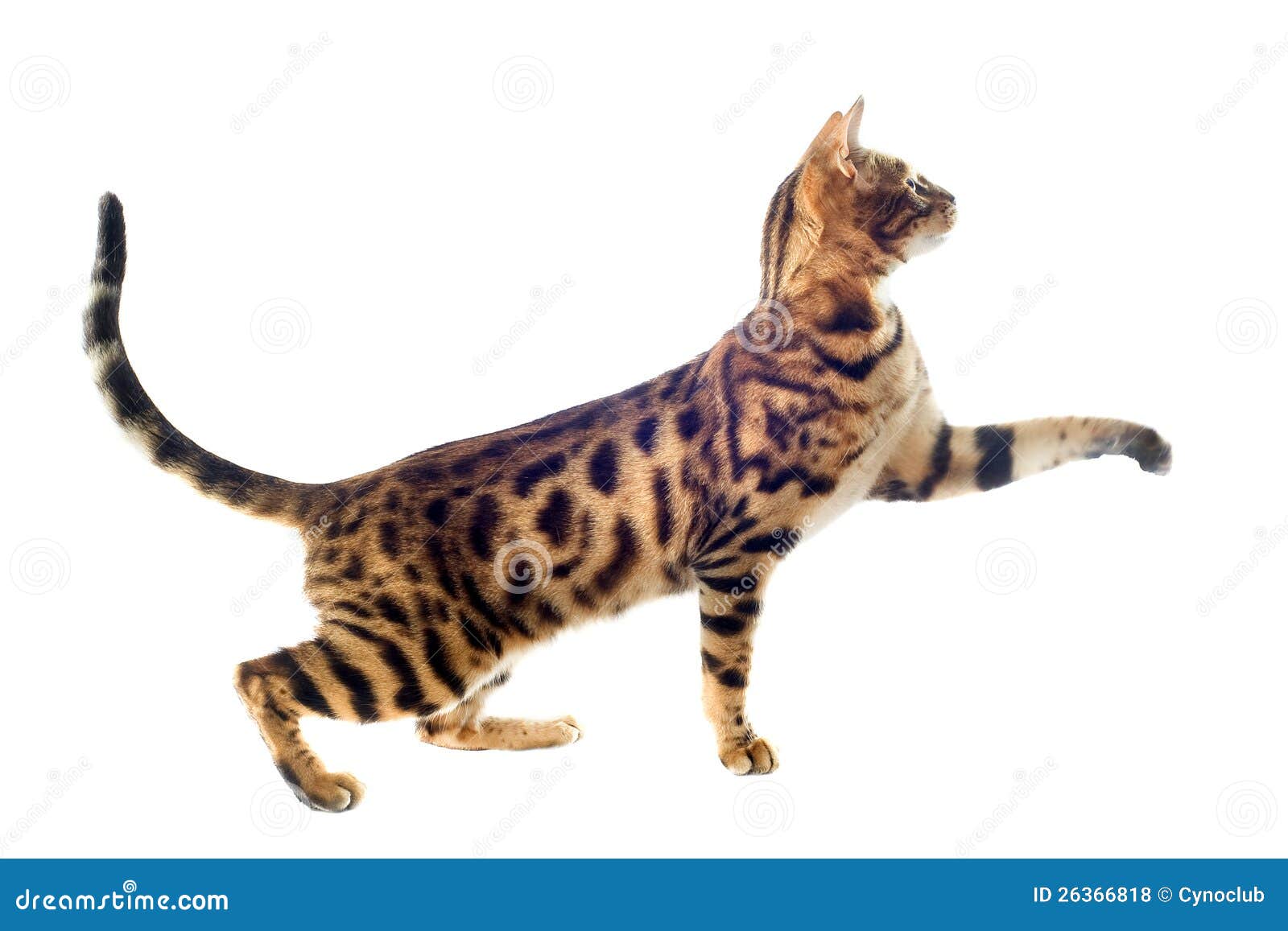 De kat van Bengalen stock foto. Image of bruin, dier - 26366818