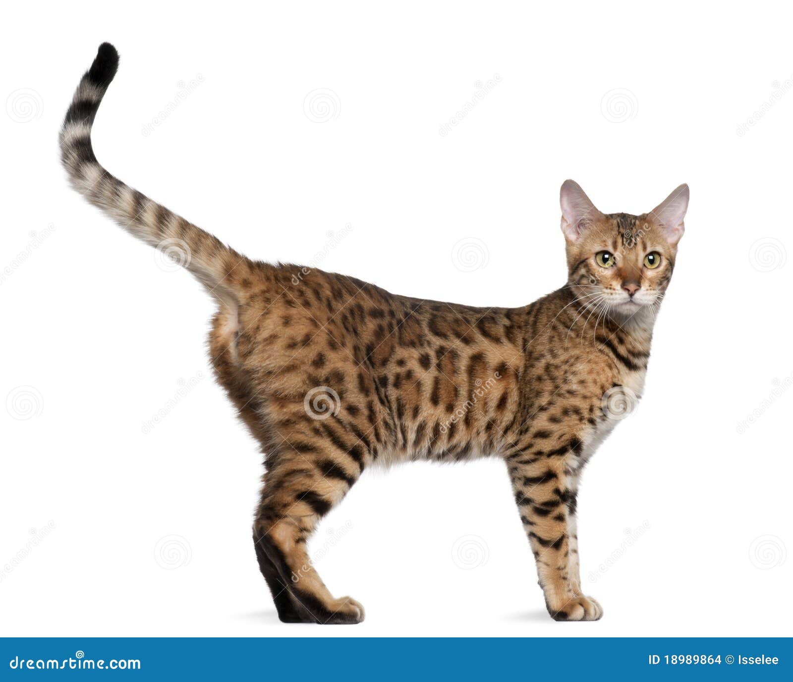 De Kat Van Bengalen, 7 Maanden Oud, Status Stock Foto - Image of mensen ...