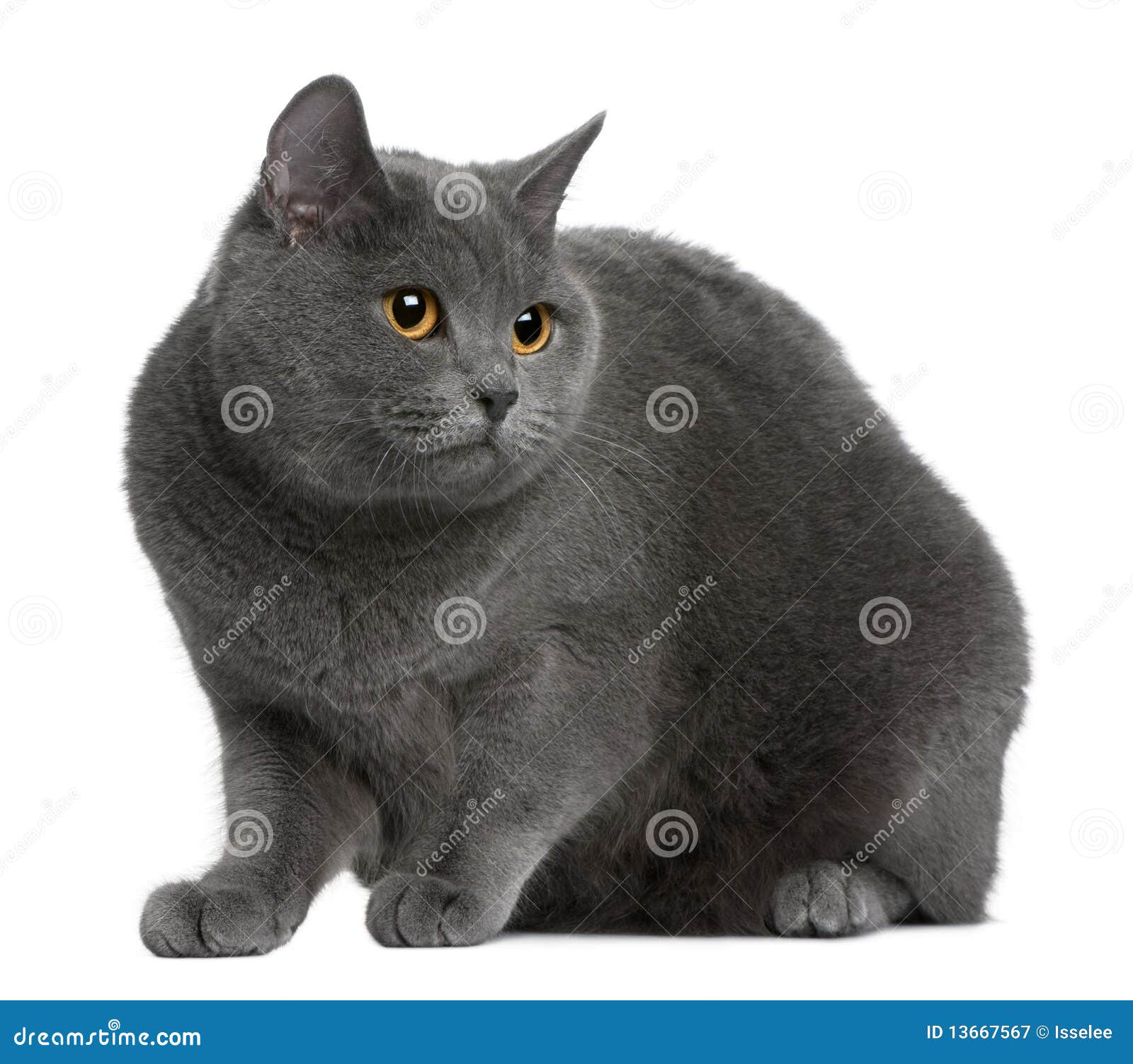 De kat van Chartreux stock afbeelding. Image of nieuwsgierig - 13667567