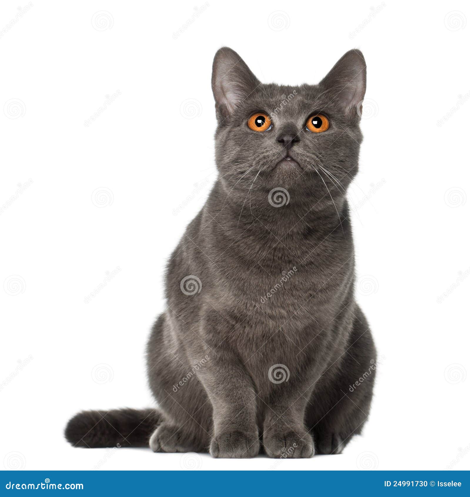 De Kat Van Chartreux, 9 Maanden Oud, Het Zitten Stock Foto - Image of ...