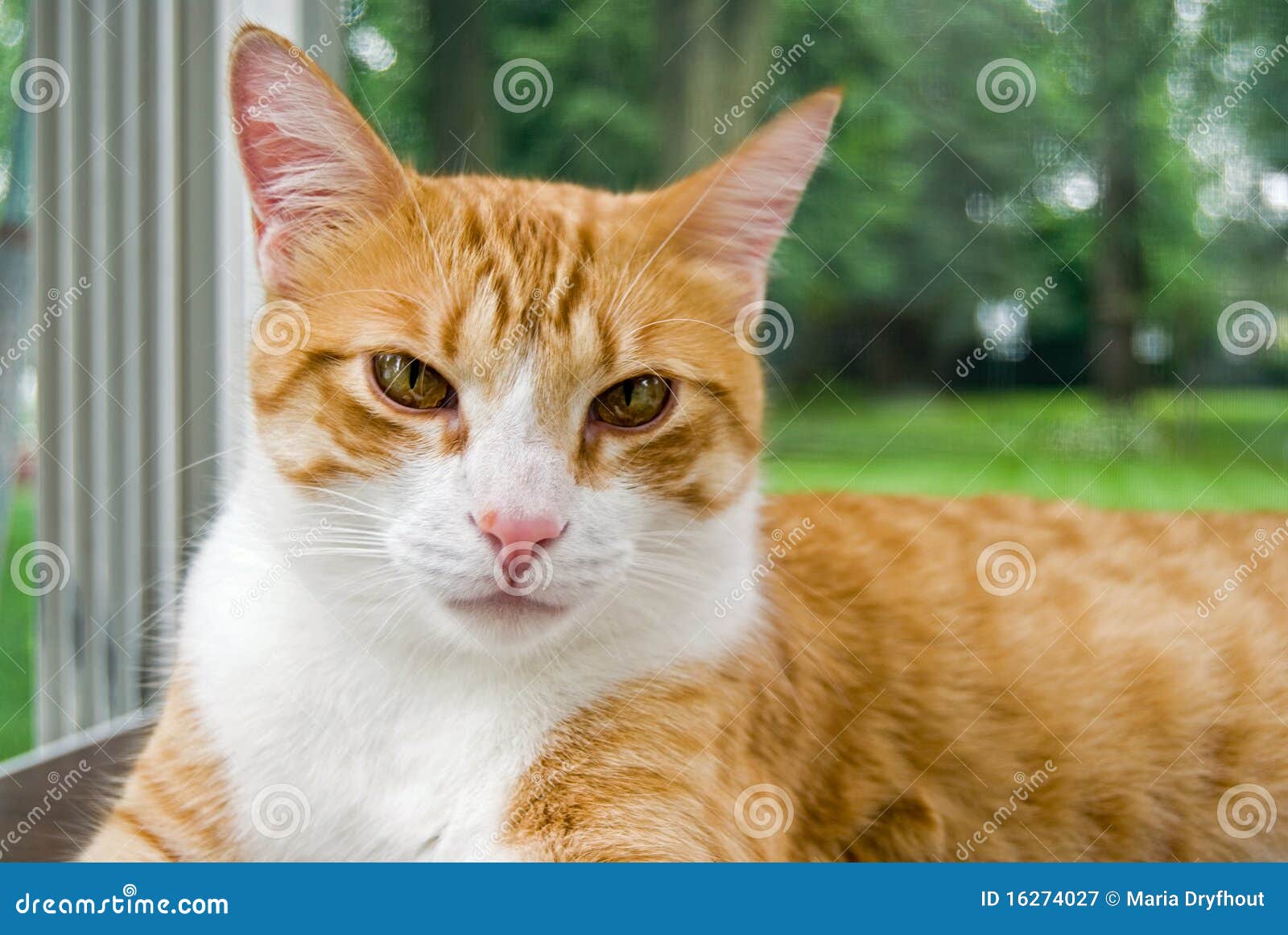 De Kat Van De Gestreepte Kat Stock Afbeelding - Image of goud, dier: 16274027