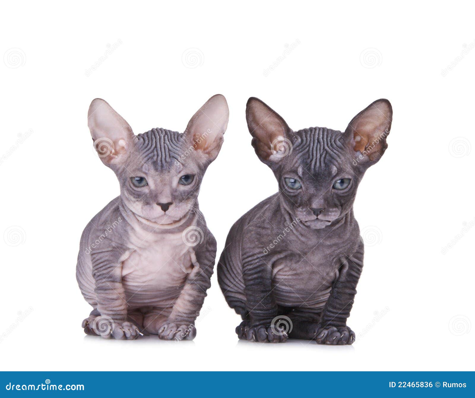 De kat van de sfinx stock foto. Image of kaal, binnenlands - 22465836