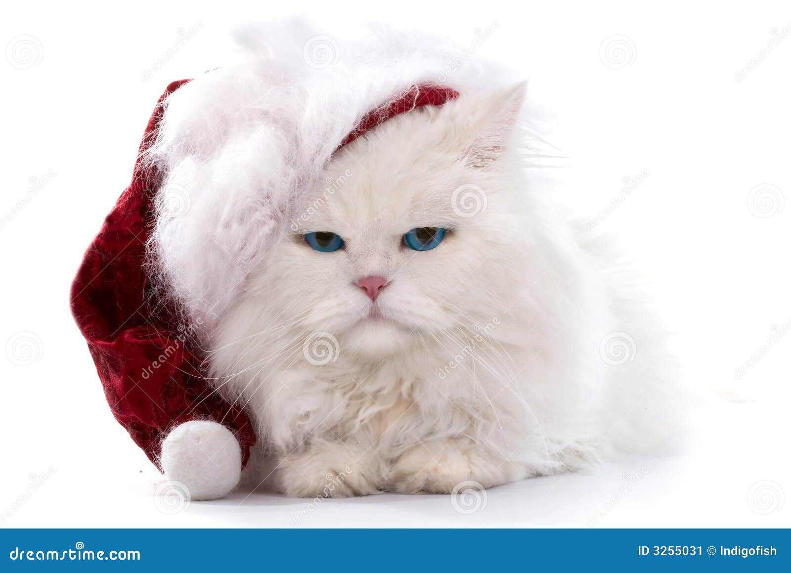 De kat van Kerstmis stock afbeelding. Image of dier, santa - 3255031