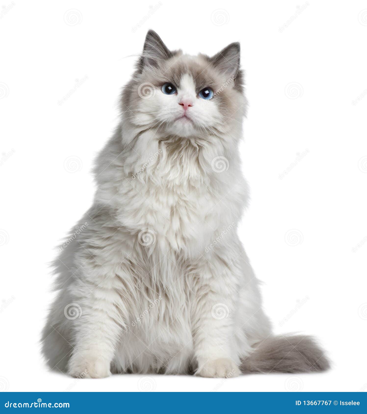 De Kat Van Ragdoll, 7 Maanden Oud Stock Afbeelding - Image of exemplaar ...