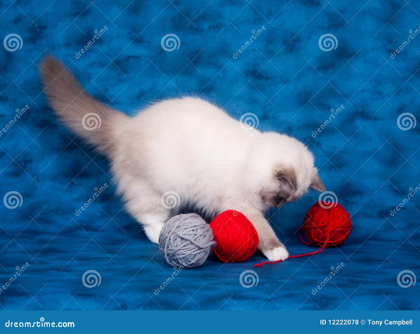 De Kat Van Ragdoll Met Garen Op Blauw Stock Foto - Image of enkelvoudig ...