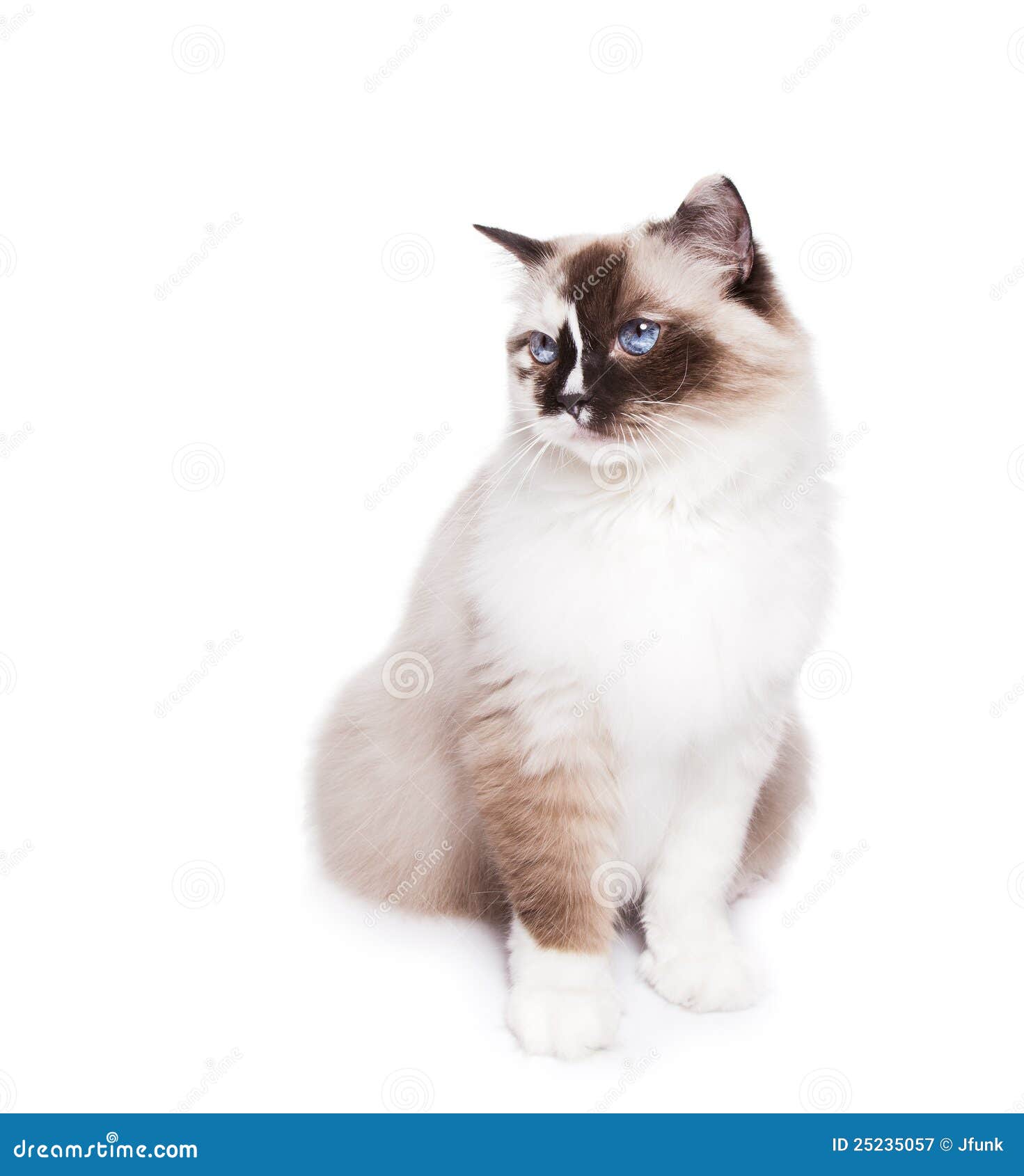 De Kat van Ragdoll op Wit stock afbeelding. Image of binnenlands - 25235057