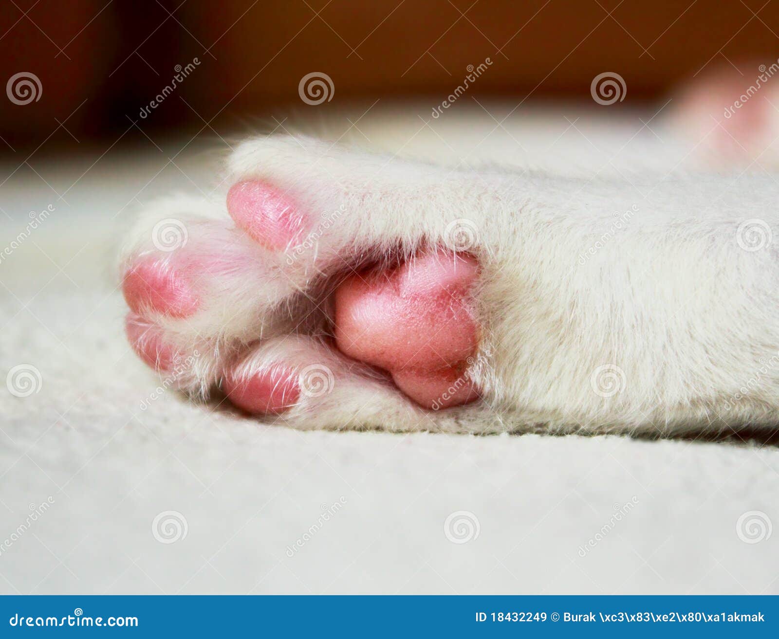 De kattenpoot van de slaap stock afbeelding. Image of poot - 18432249