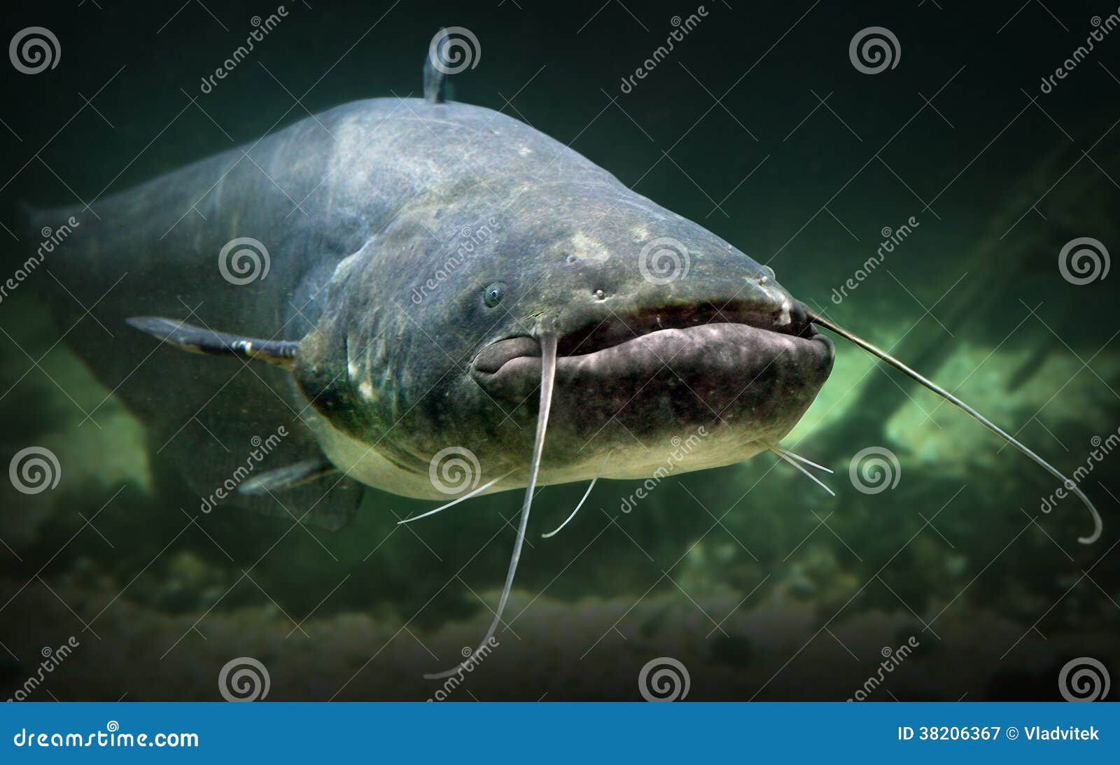 De Katvis (Silurus Glanis). Stock Afbeelding - Image of karper, snoeken ...