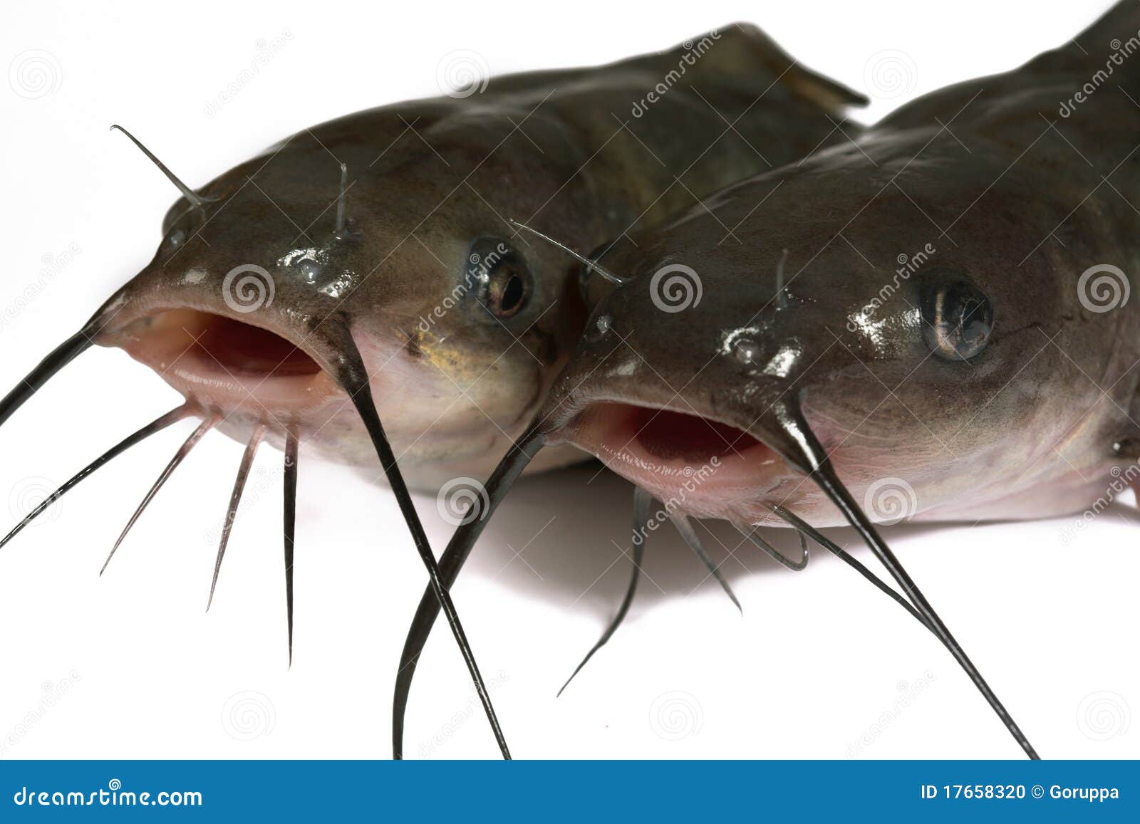 De katvis van het kanaal stock foto. Image of roofzuchtig - 17658320