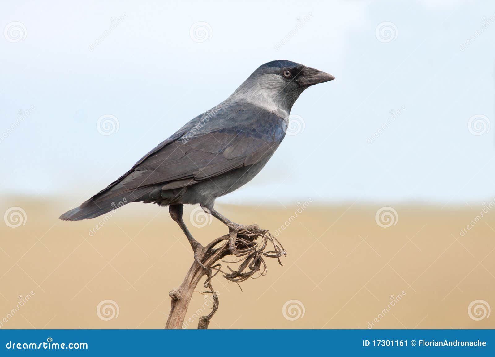 De kauw (monedula Corvus) stock afbeelding. Image of besnoeiing - 17301161