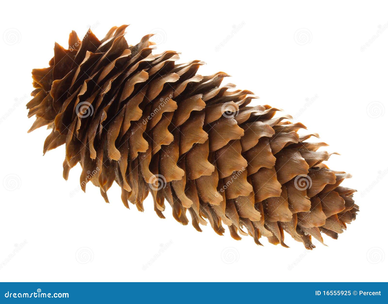 De kegel van de spar stock afbeelding. Image of decoratie - 16555925