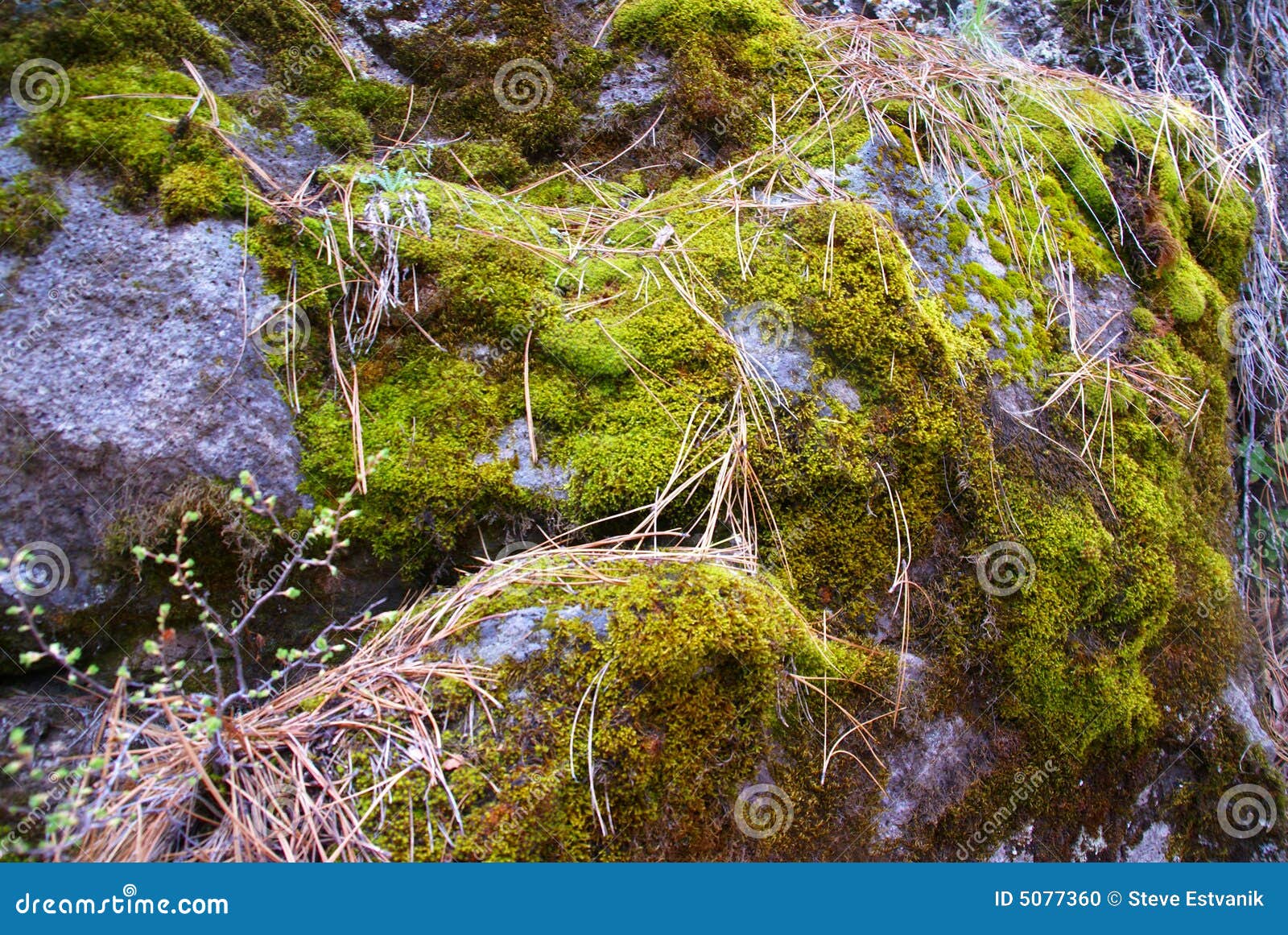De Keien Van Het Basalt Met Mos & Korstmos Stock Foto - Image of ...