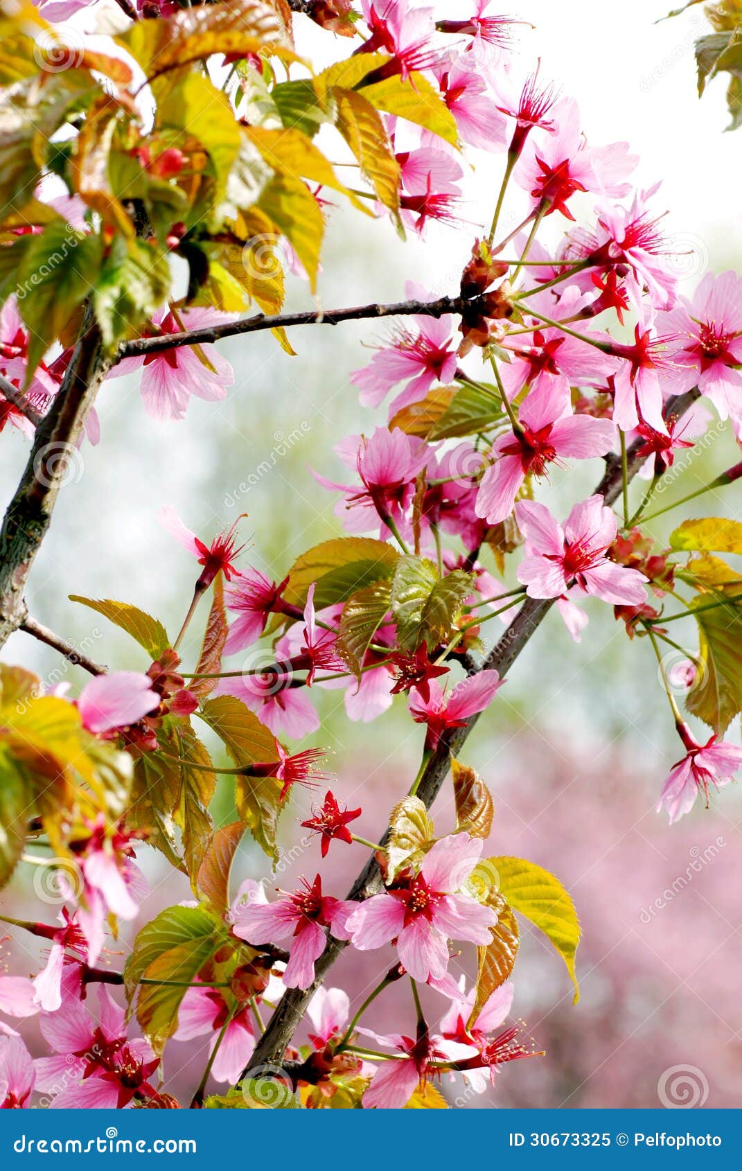 De Kers Van Boom-Japanner Van De De Lentebloesem. Stock Afbeelding ...