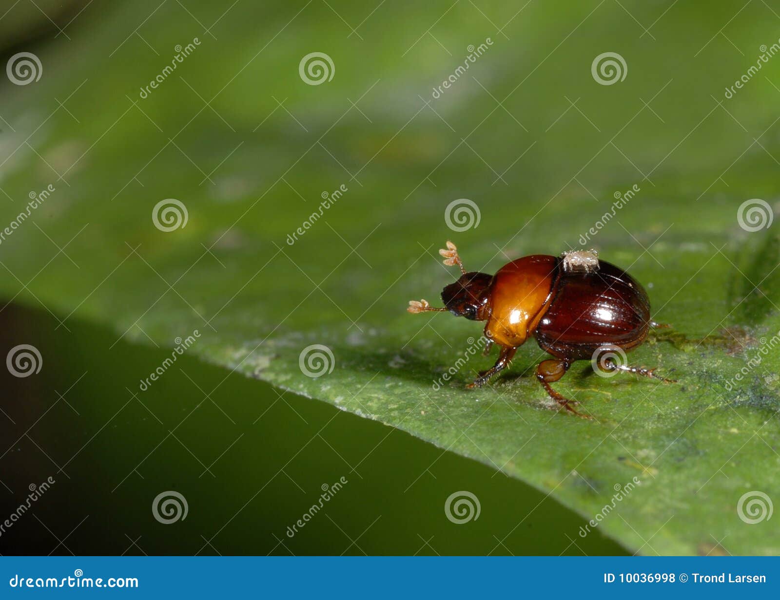 De Kever En De Mijt Van De Mest Stock Foto - Image of mest, sjab: 10036998