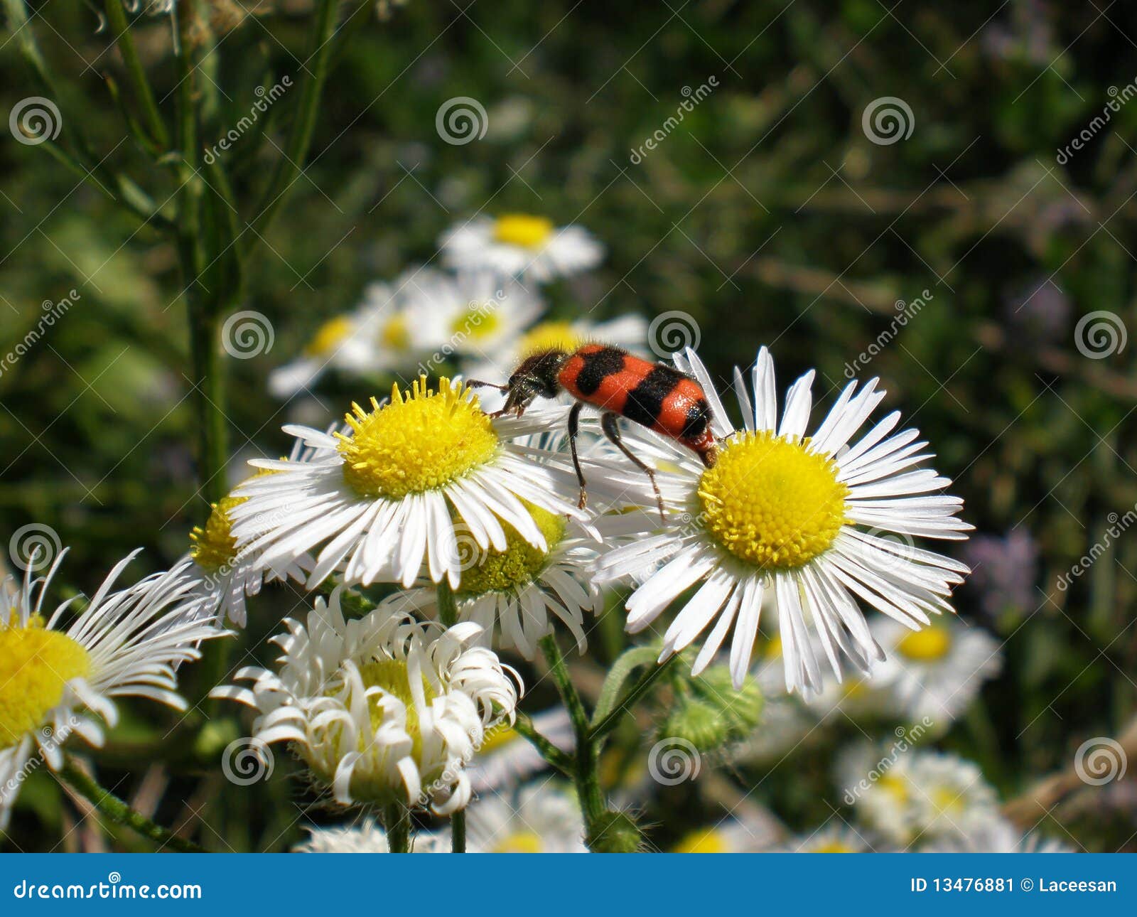 De Kever Van De Bij Op Een Margriet Stock Afbeelding - Image of ...