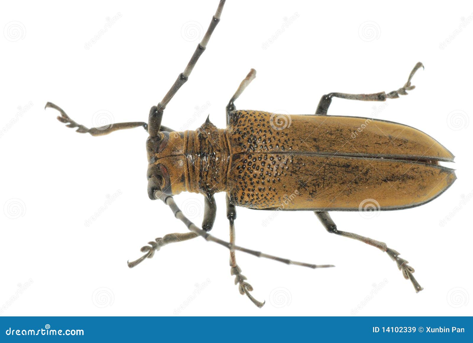 De Kever Van De De Moerbeiboomboorder Van Het Insect Stock Afbeelding ...