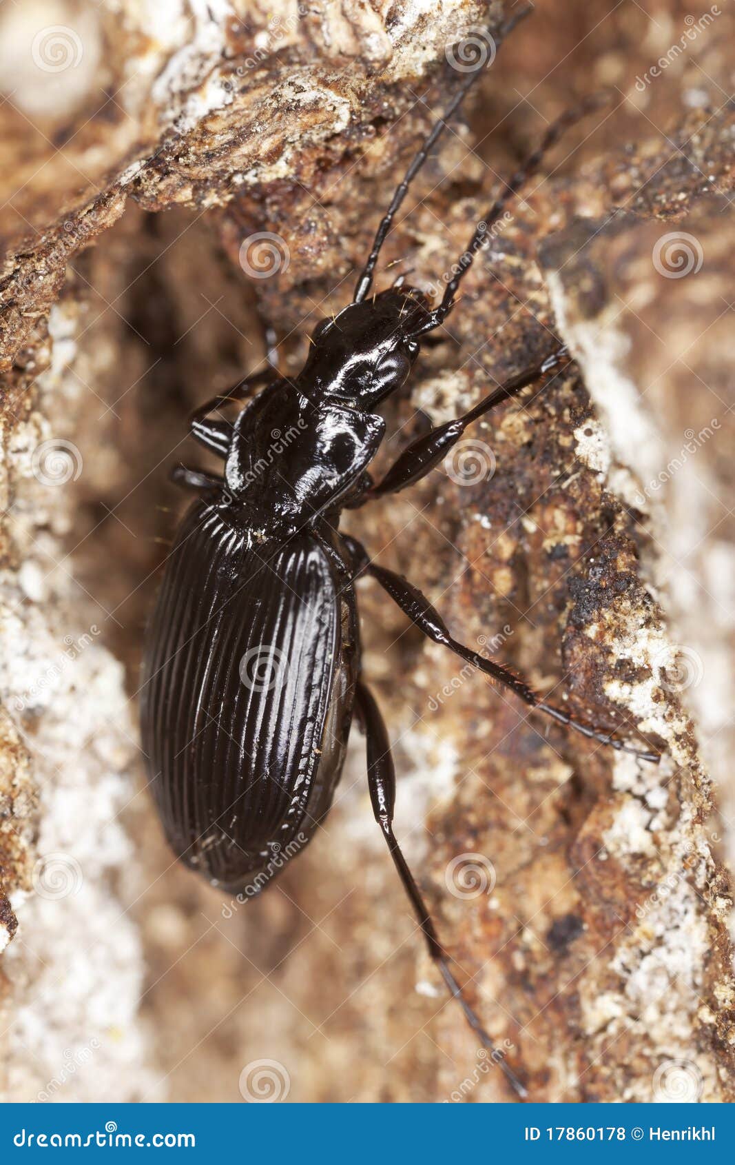 De Kever Van De Grond (Agonum) Stock Foto - Image of nave, organisme ...