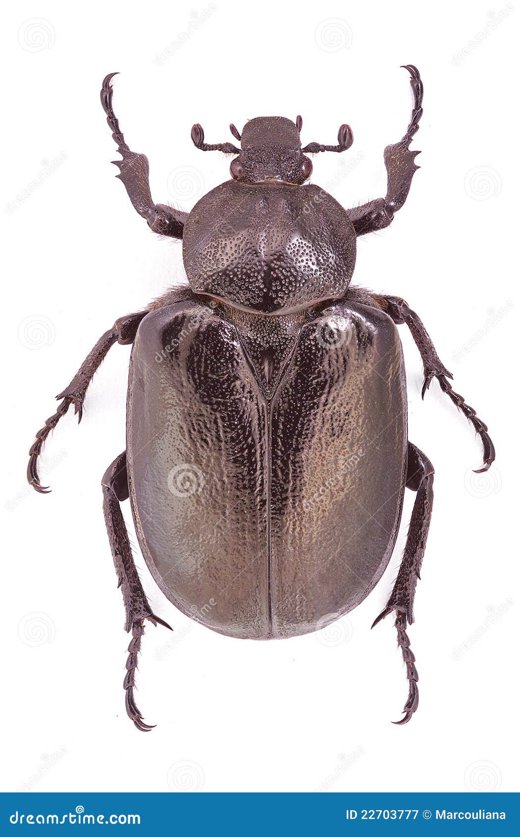 De Kever Van De Kluizenaar (eremita Osmoderma) Stock Afbeelding - Image ...