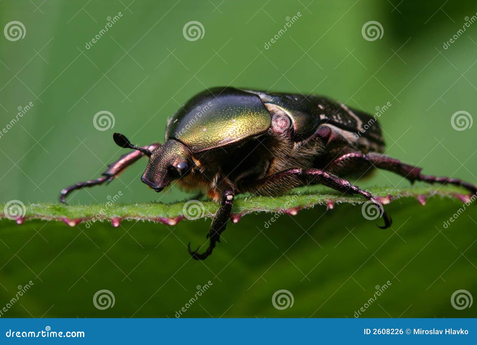 De kever van de kolos stock foto. Image of kevers, insect - 2608226
