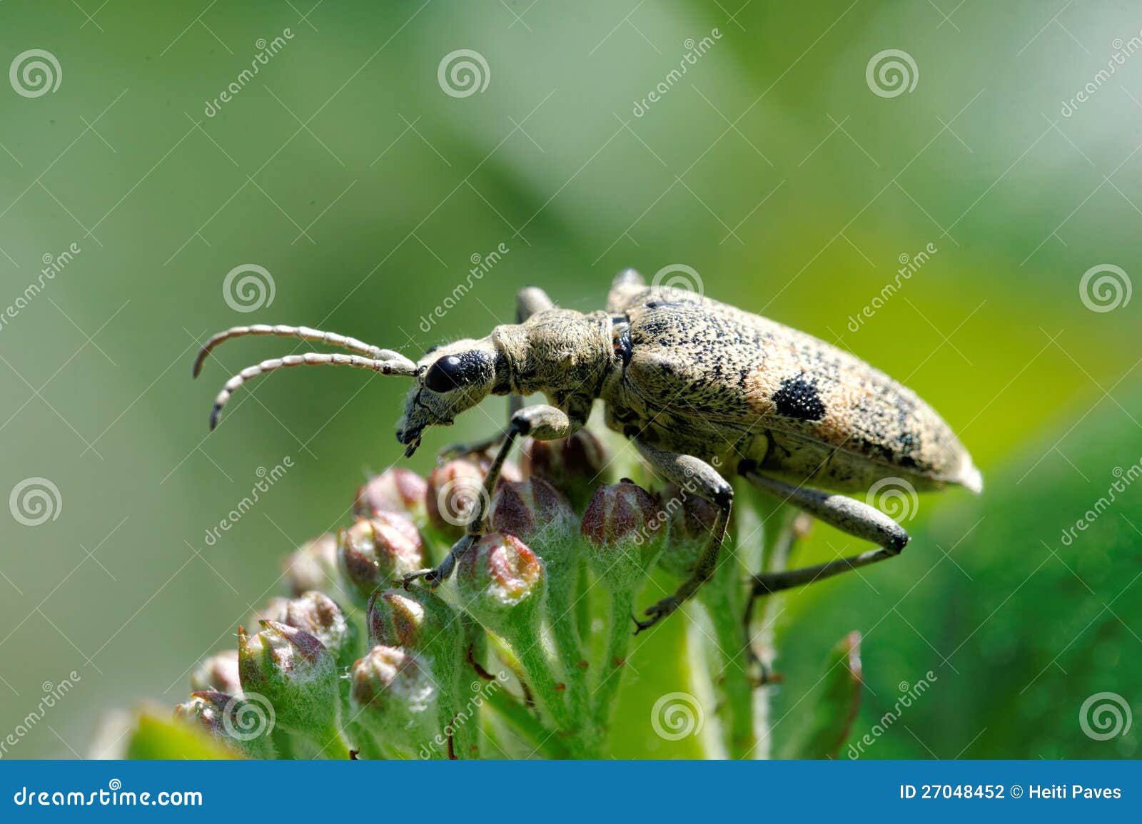De Kever van de lang-hoorn stock foto. Image of appelbes - 27048452