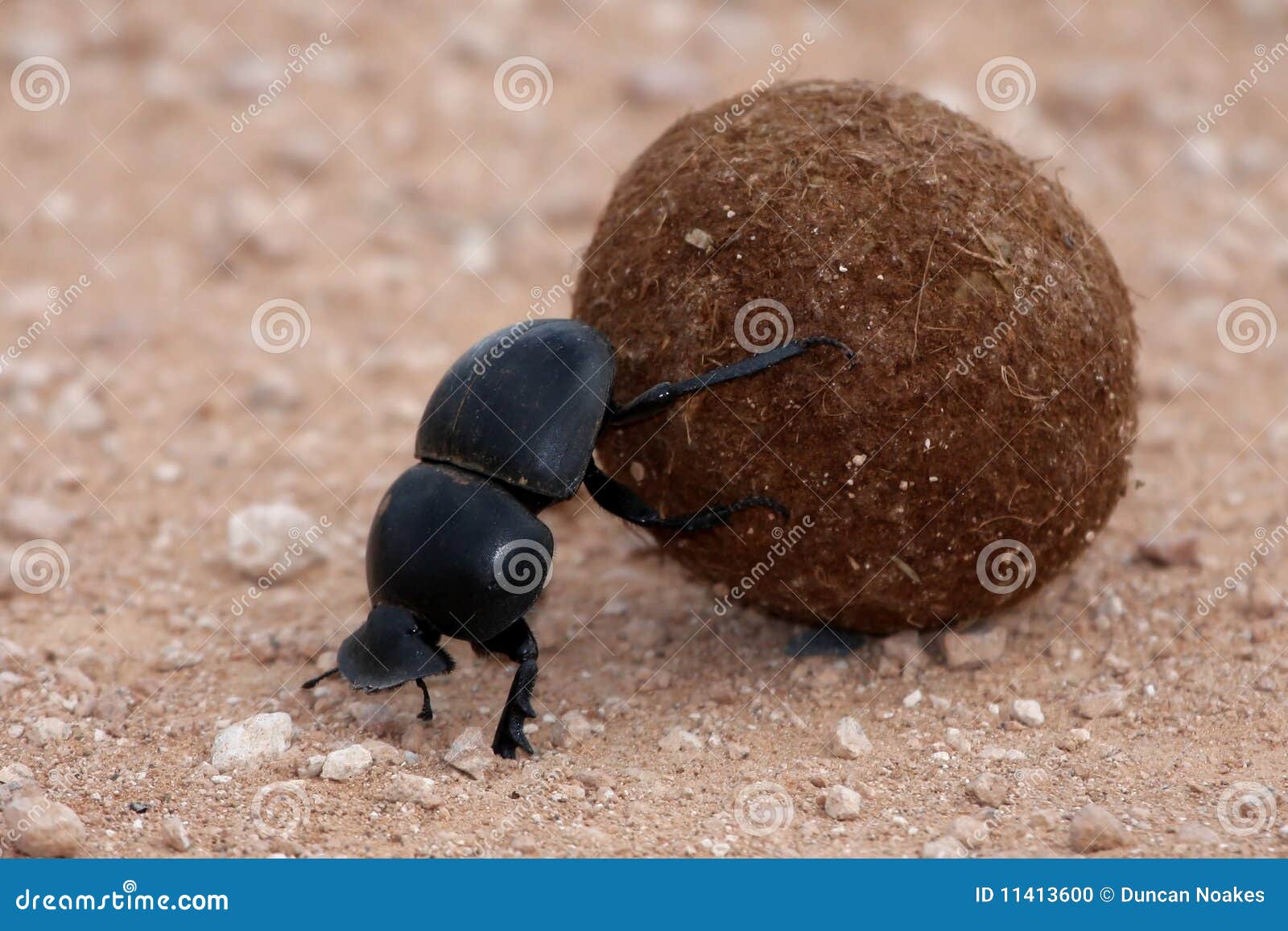 De Kever van de mest stock foto. Image of benen, kever - 11413600