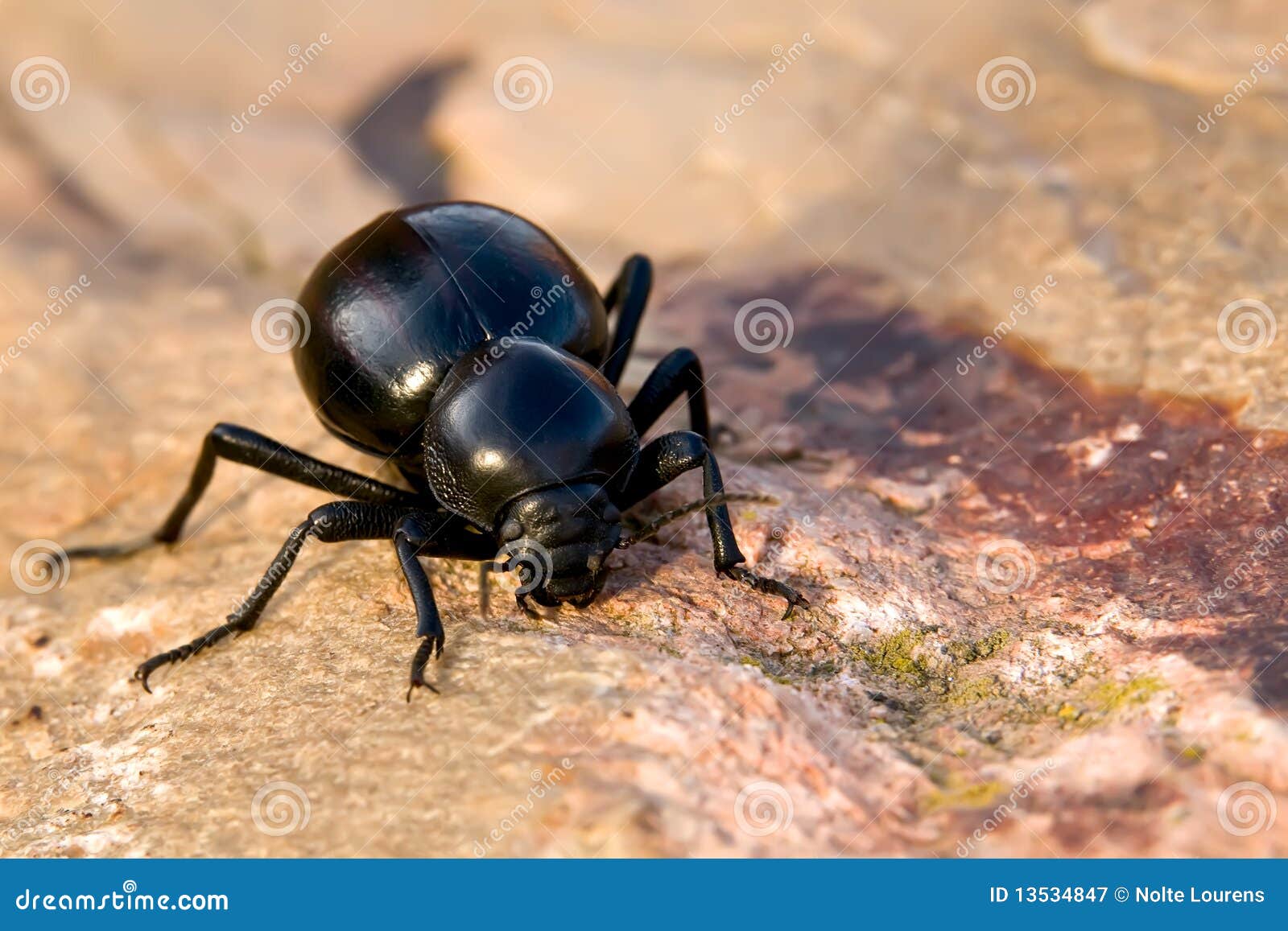 De Kever van de mest stock afbeelding. Image of dier - 13534847