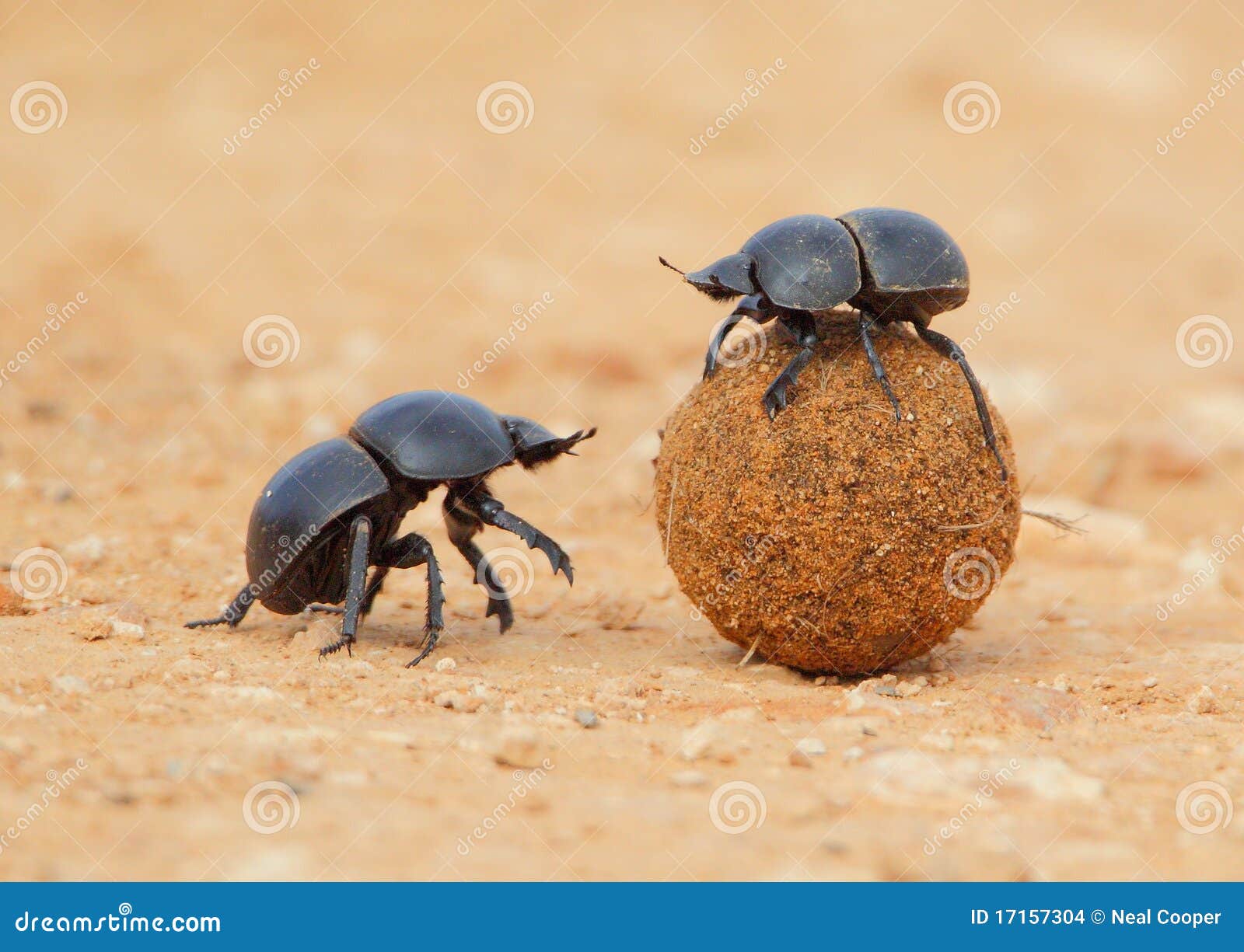 De Kever van de mest stock foto. Image of mest, sjab - 17157304