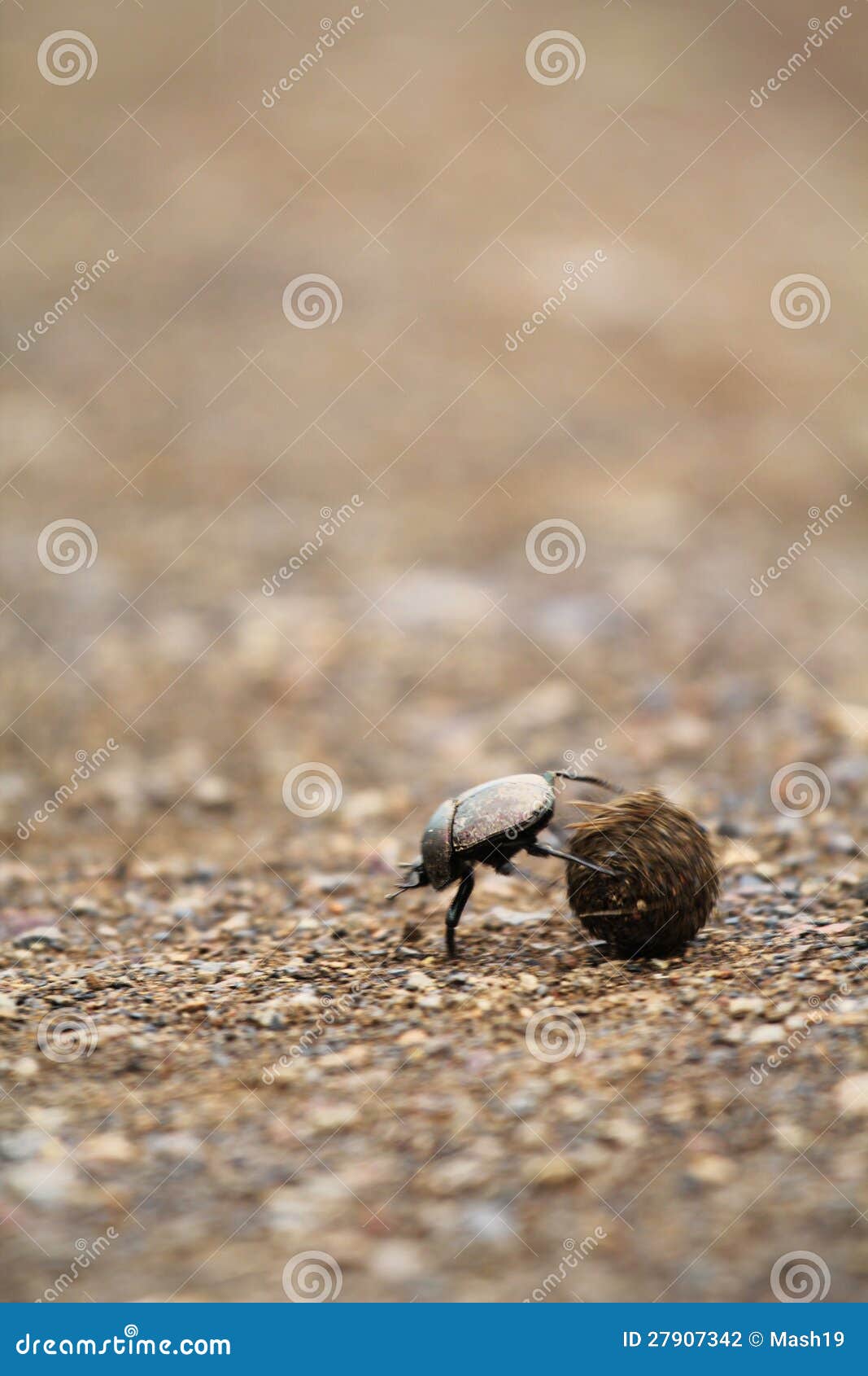 De Kever van de mest stock foto. Image of kever, nave - 27907342