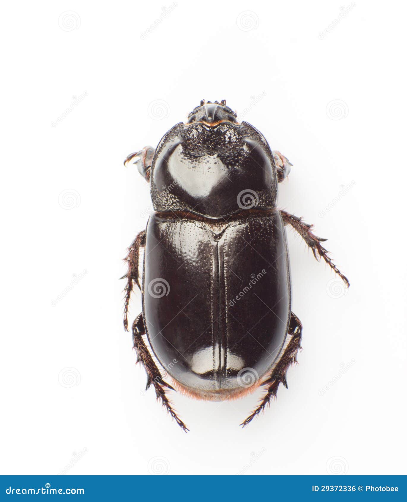 De kever van de mest stock foto. Image of insecten, insect - 29372336