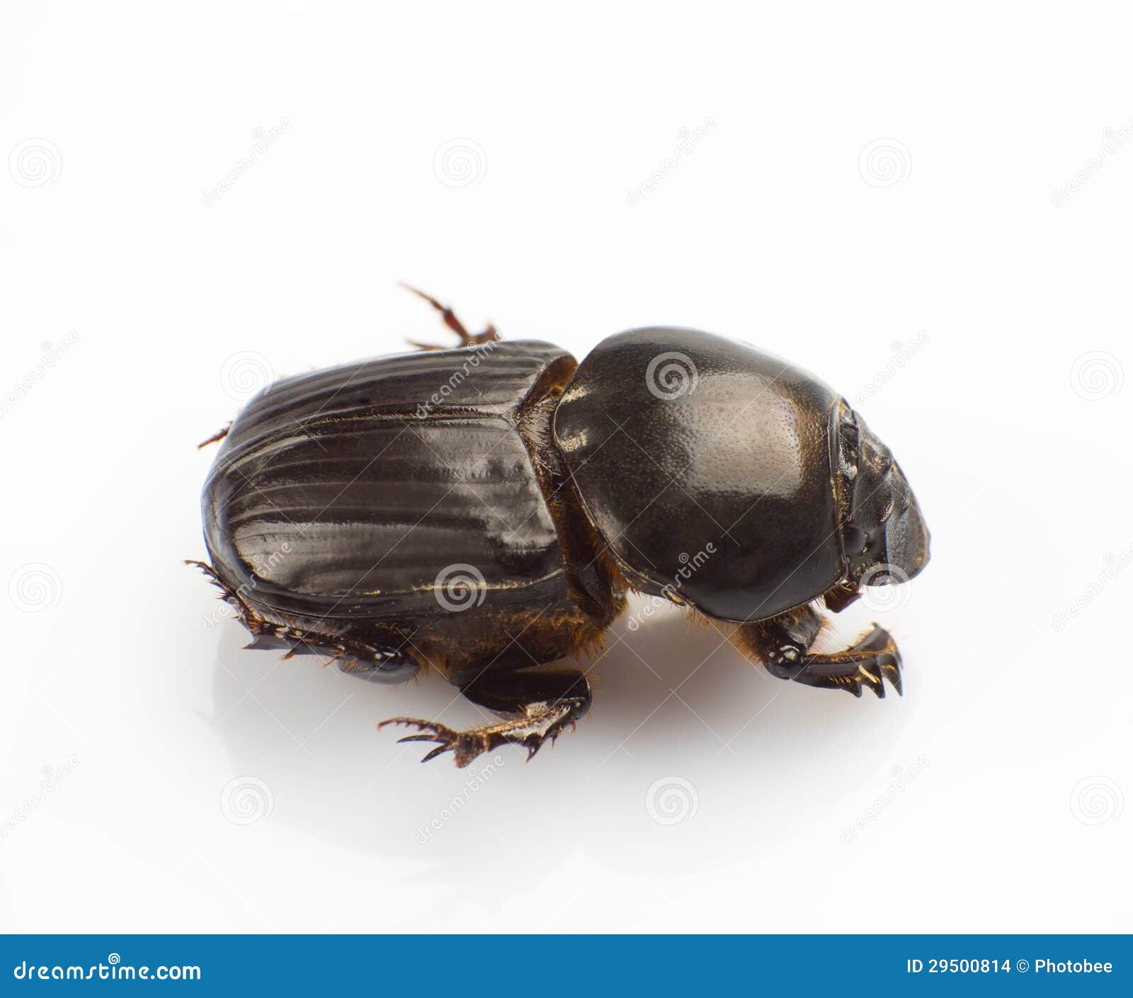 De kever van de mest stock foto. Image of wild, insect - 29500814