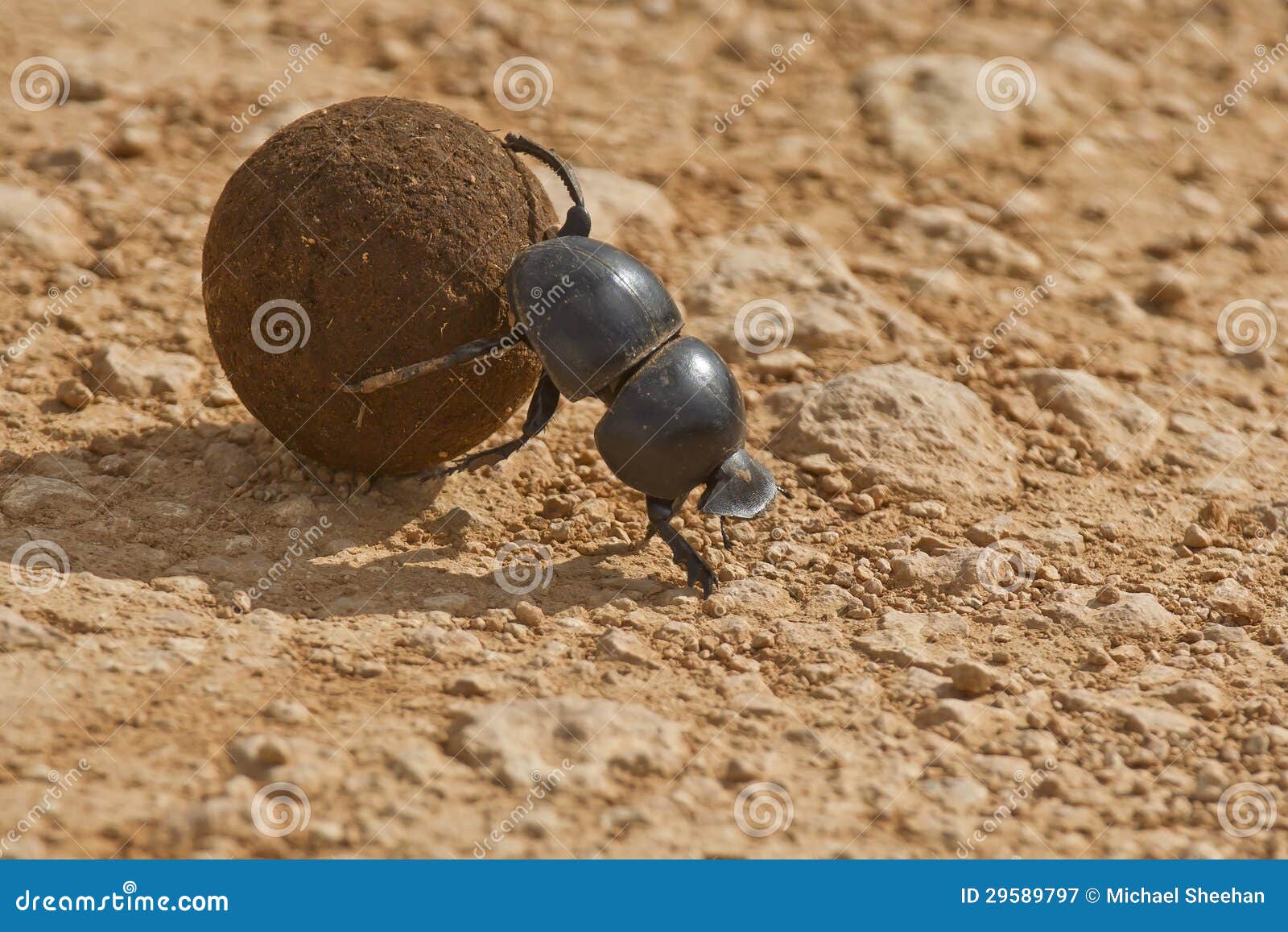 De kever van de mest stock afbeelding. Image of duwen - 29589797