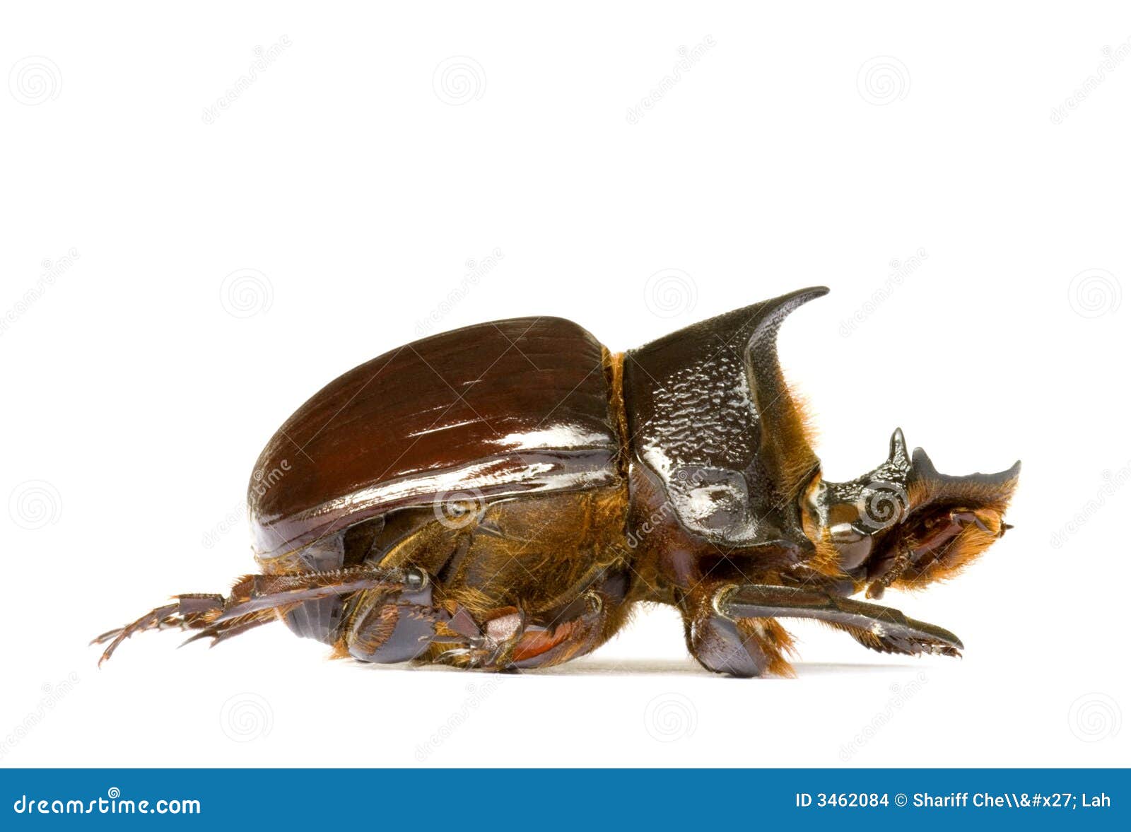De Kever van de mest stock foto. Image of geleedpotige - 3462084