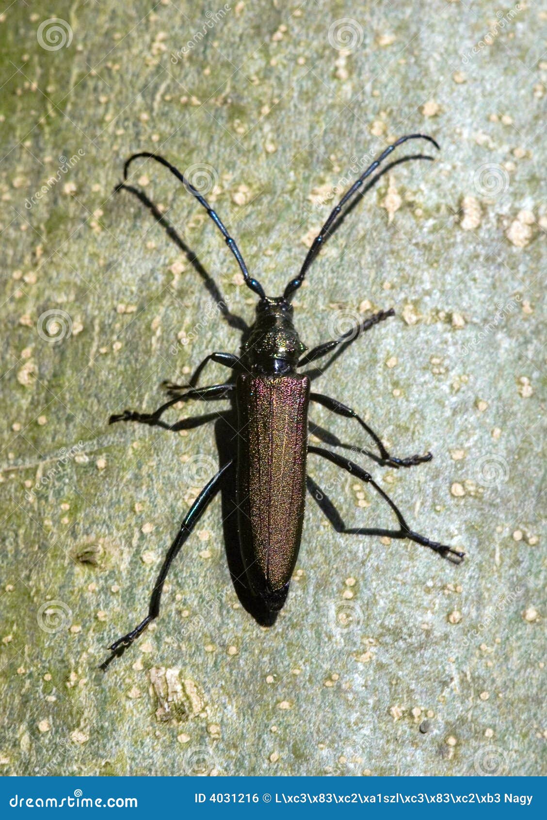 De kever van de muskus stock foto. Image of muskus, kleurrijk - 4031216