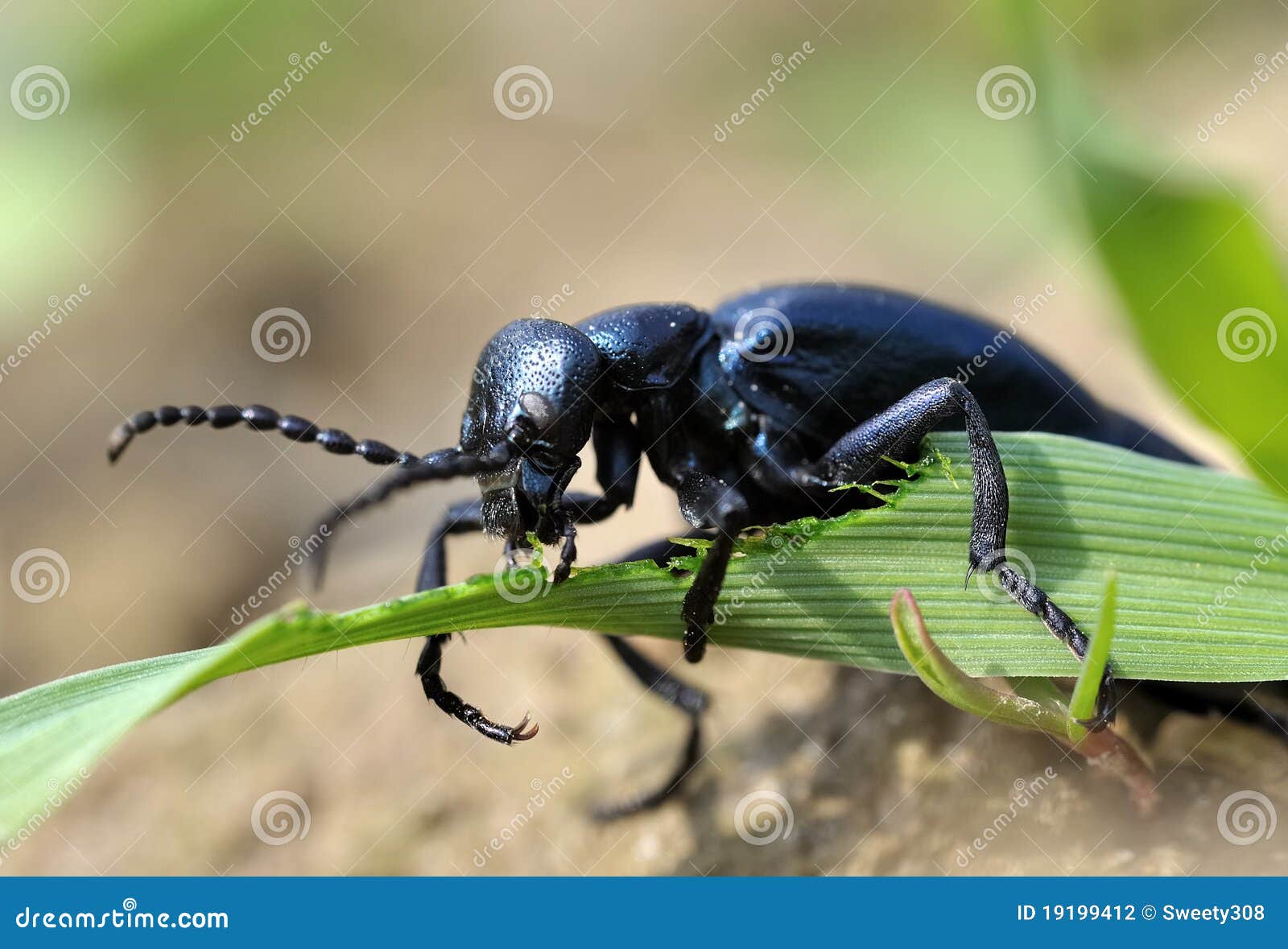 De kever van de olie stock foto. Image of blaar, olie - 19199412