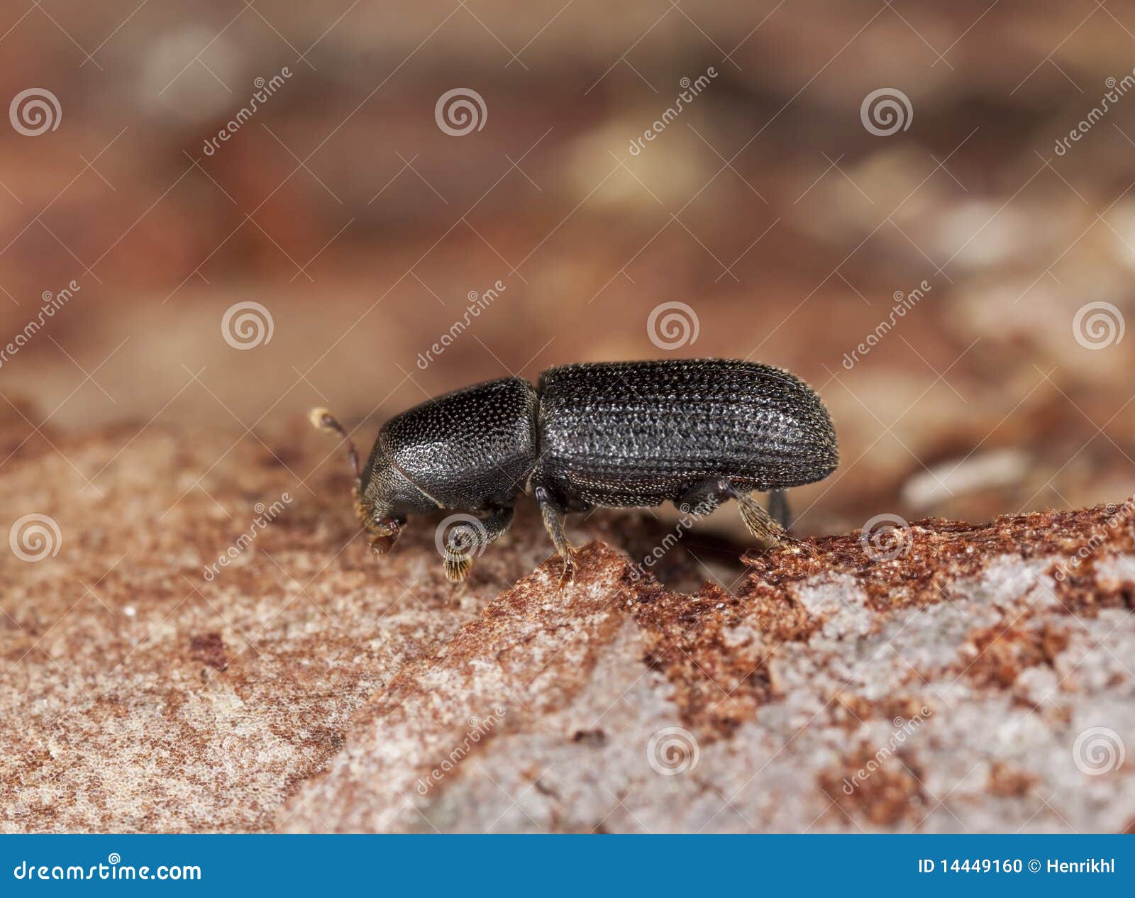 De Kever Van De Schors Op Hout. Stock Foto - Image of boom, foto: 14449160