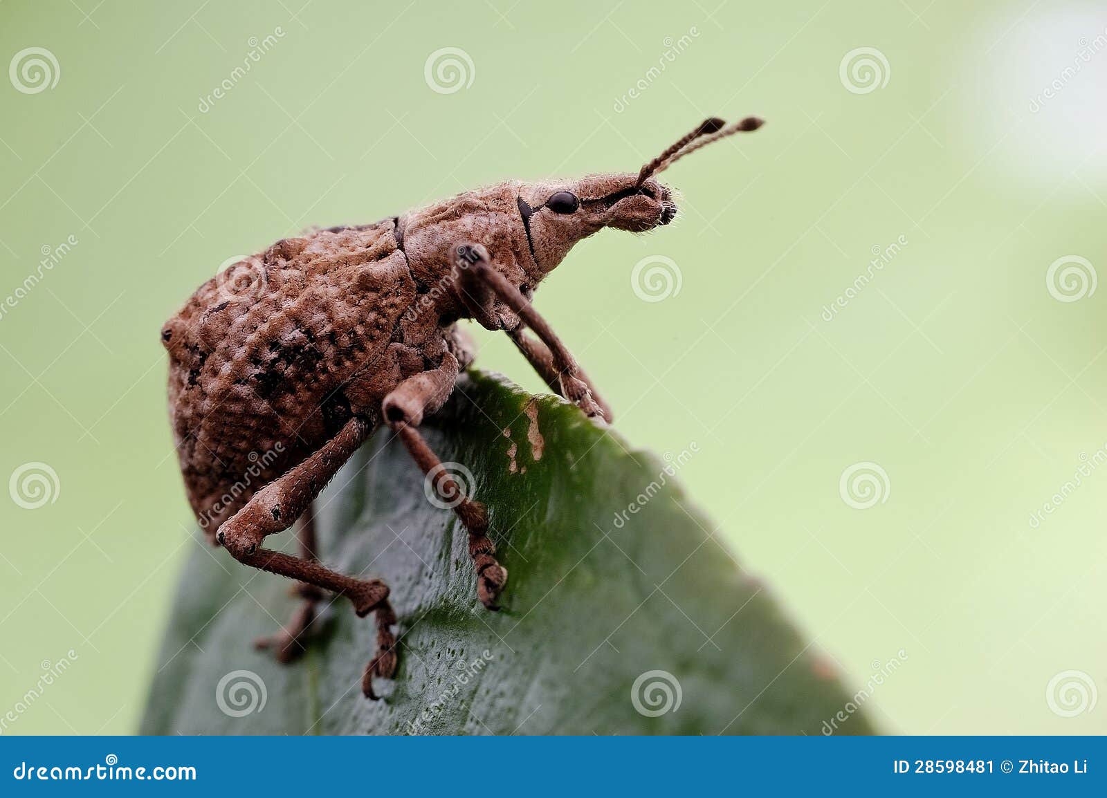 De kever van de snuit stock afbeelding. Image of dier - 28598481